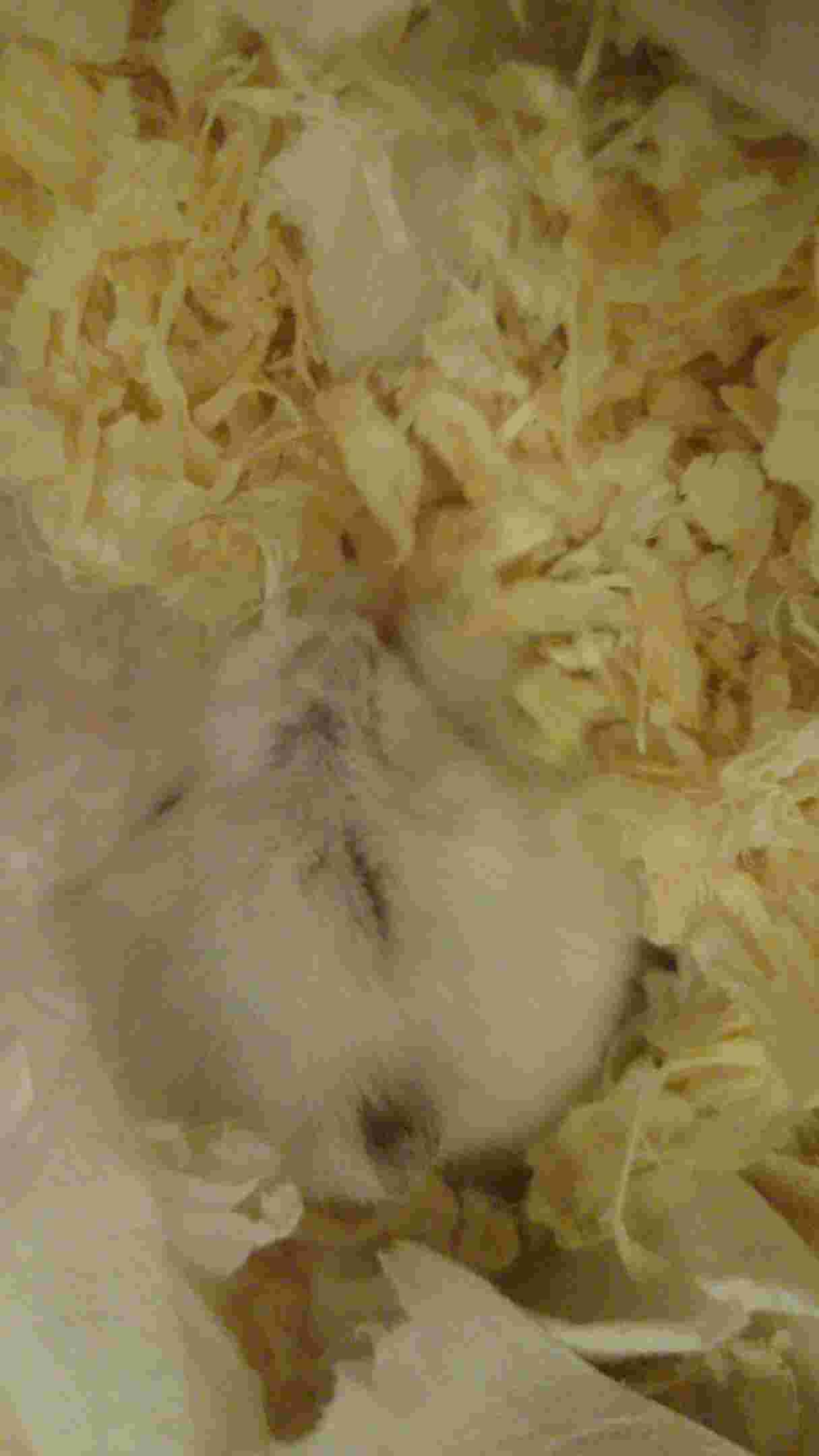 Hamster's red, infected eye: What to do when she scratches? | Petco