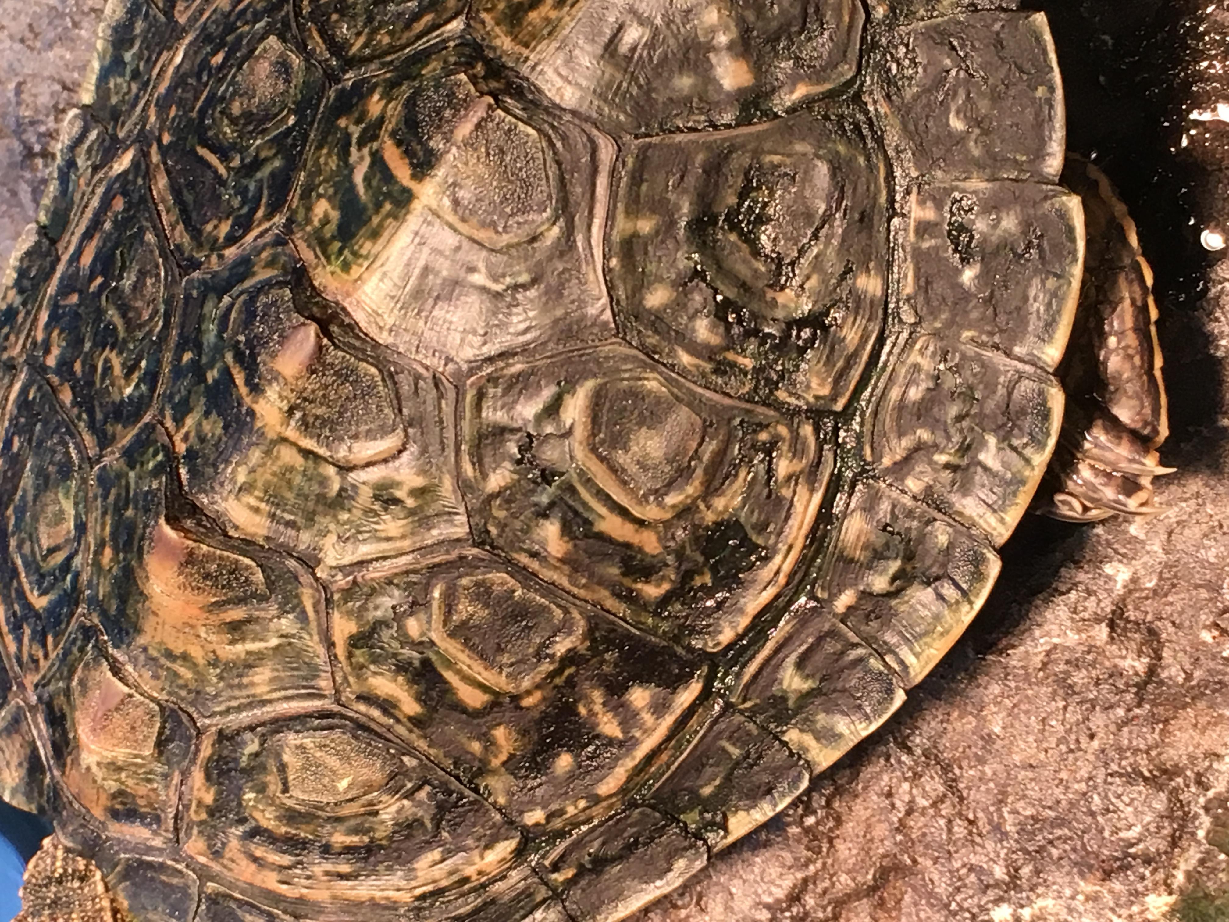 Turtle Shell Chipping & Algae: Is it Shell Rot? How to Treat? | Petco