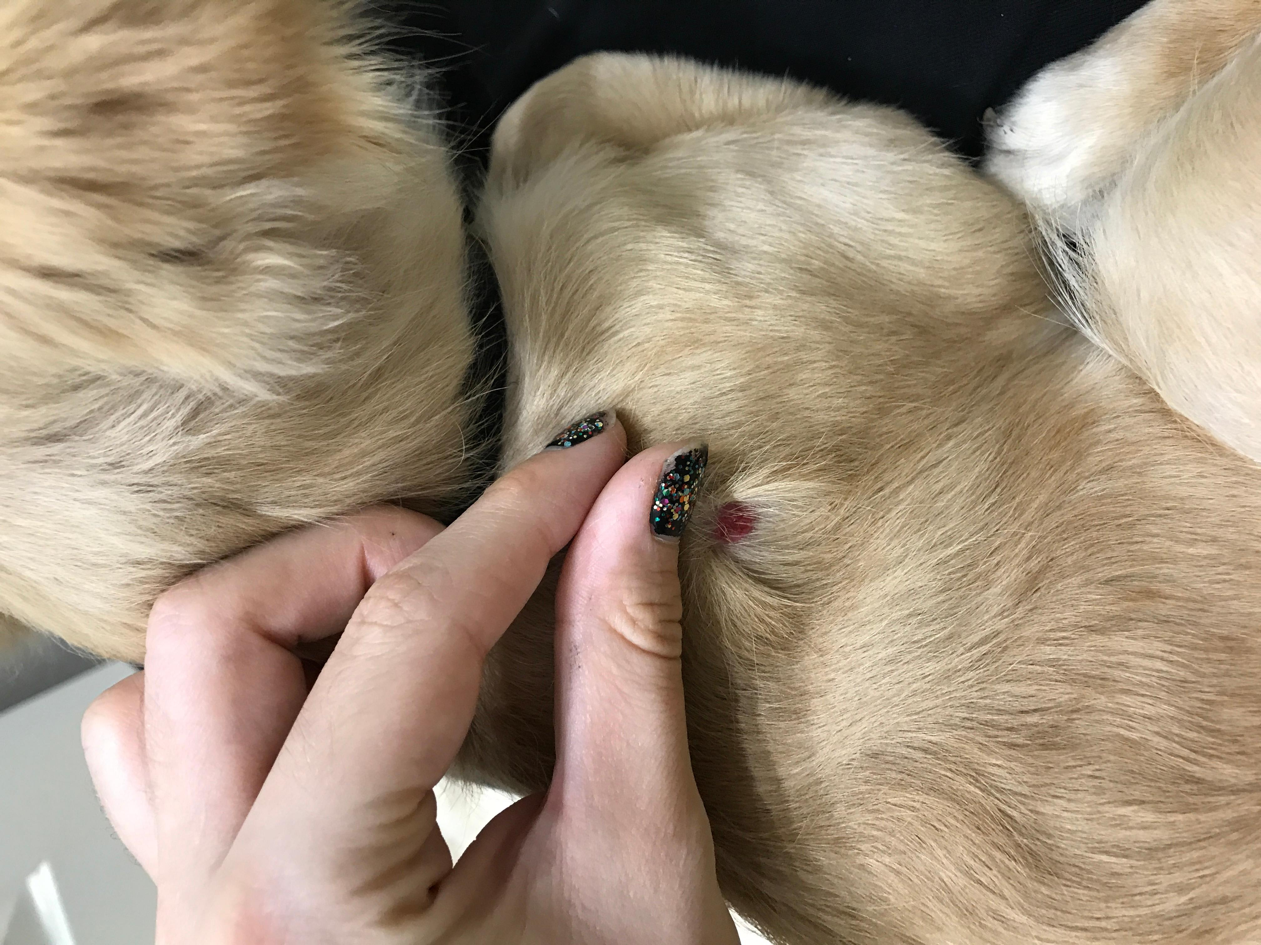 My Dog Has Red Bumps & Rash on Back: What Should I Do? | Petco