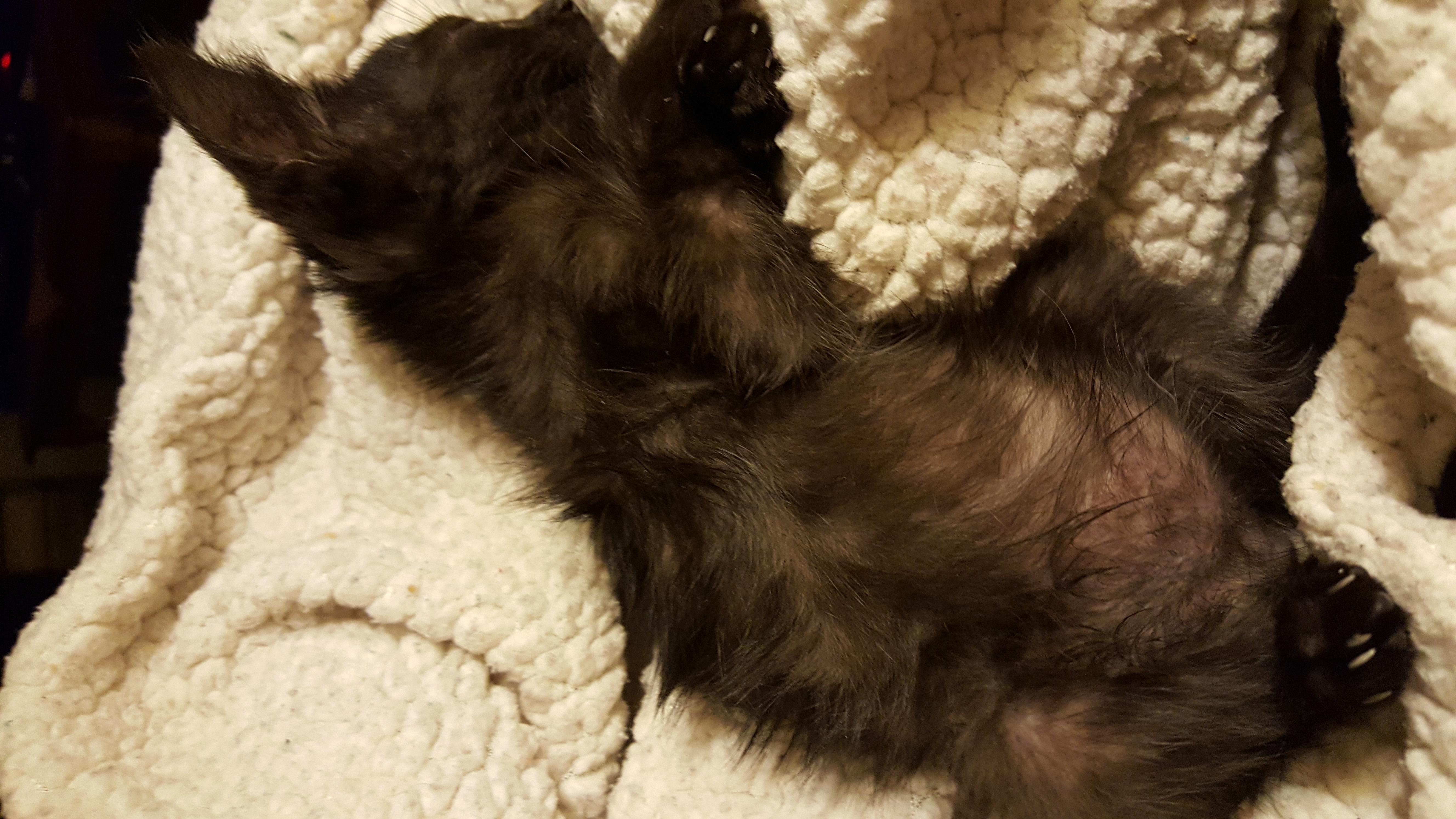 My 6-week-old kitten is lethargic, won't eat. Karo syrup? | Petco