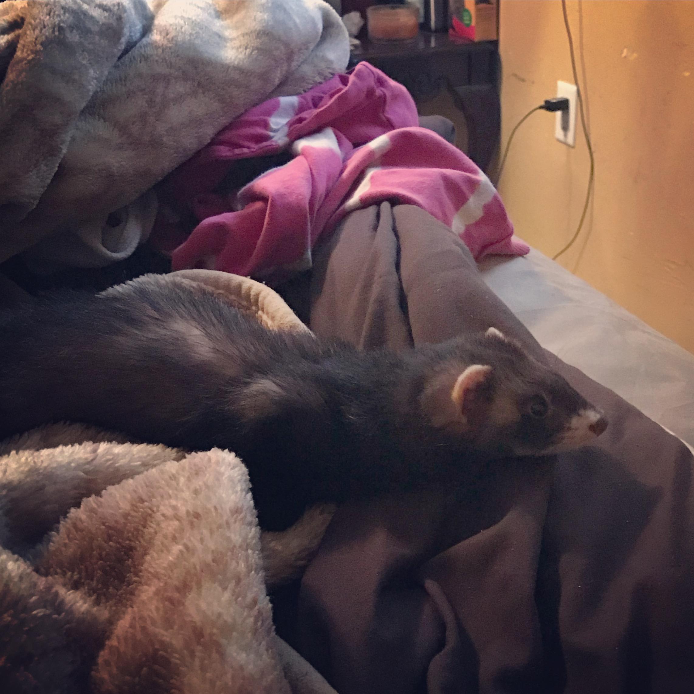 Is Your New Ferret Skinny? What to Do If Underweight & How to Help | Petco