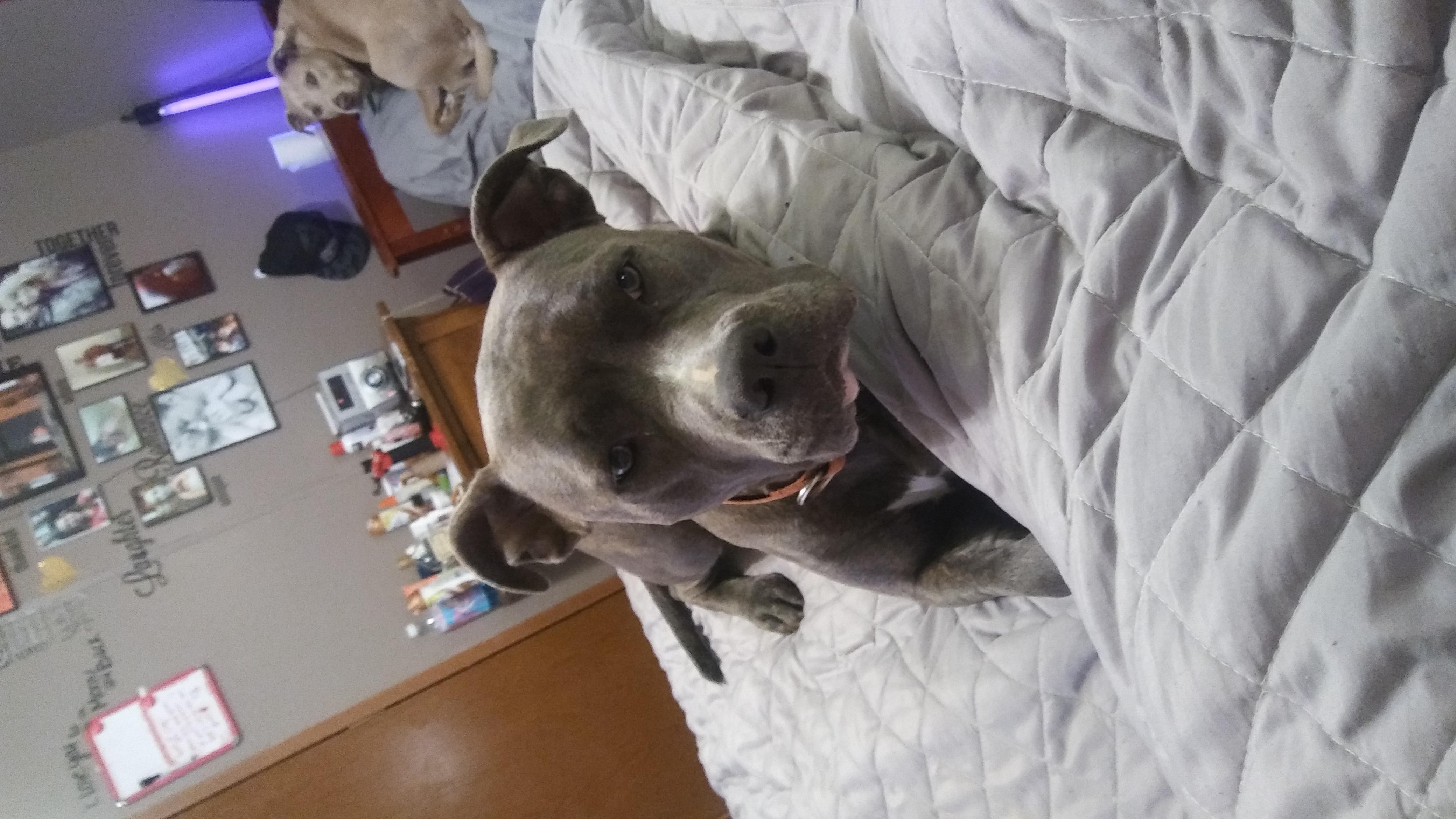 Why is my pitbull dog pooping blood, vomiting, and having seizures? | Petco