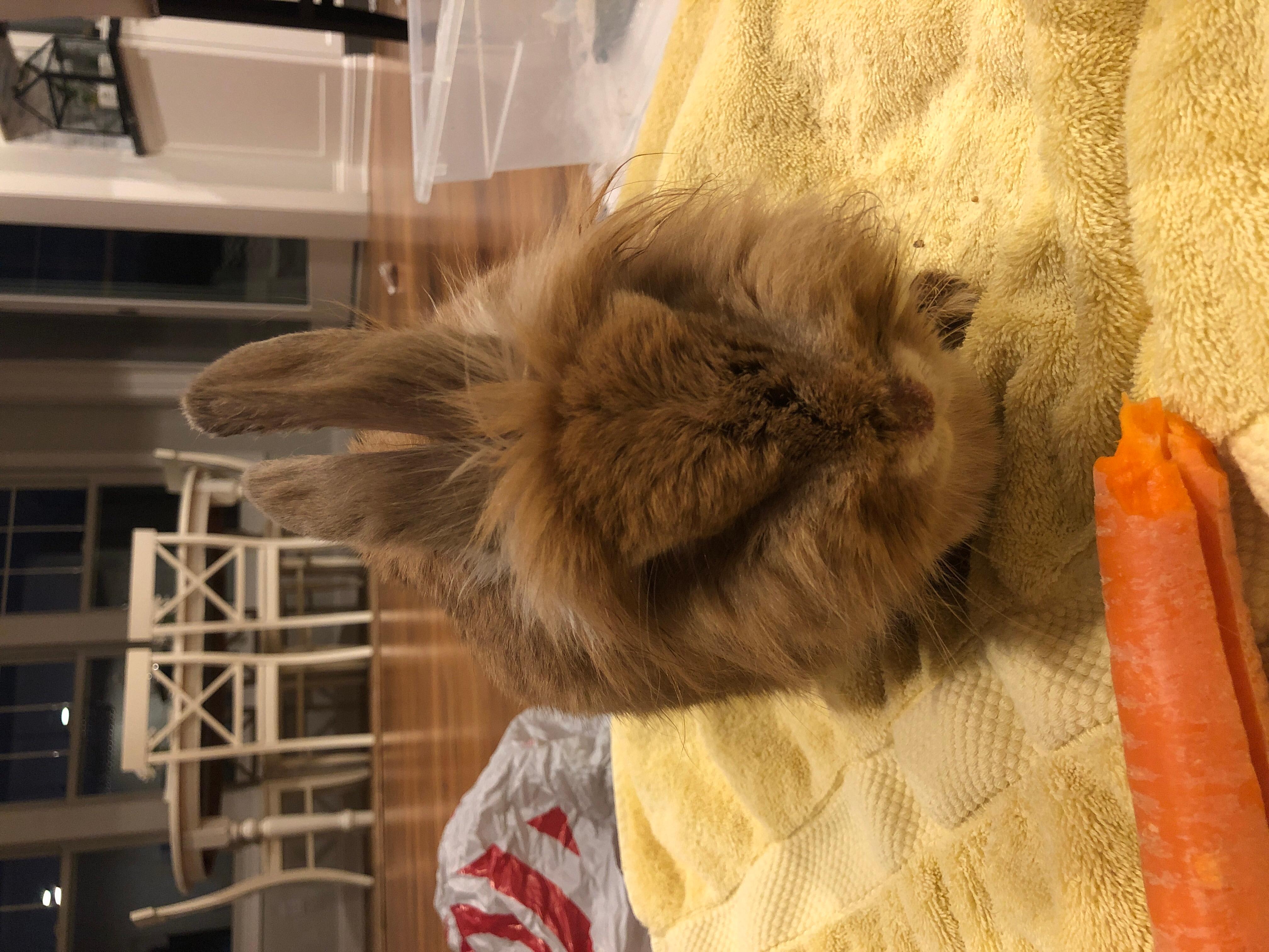Why is my rabbit sick, not eating, has diarrhea, and in pain? | Petco