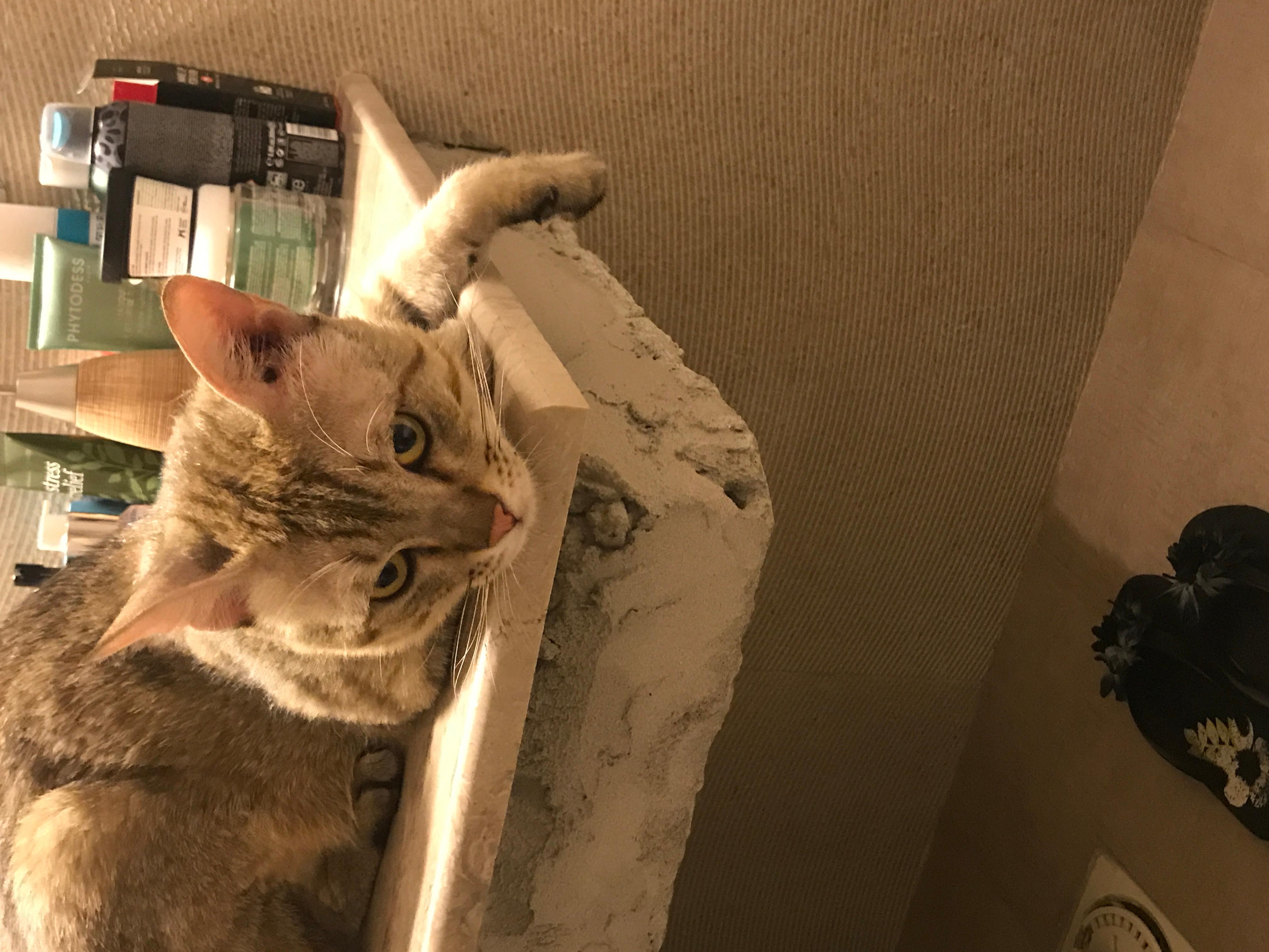 Why is my neutered cat restless after a room change? | Petco