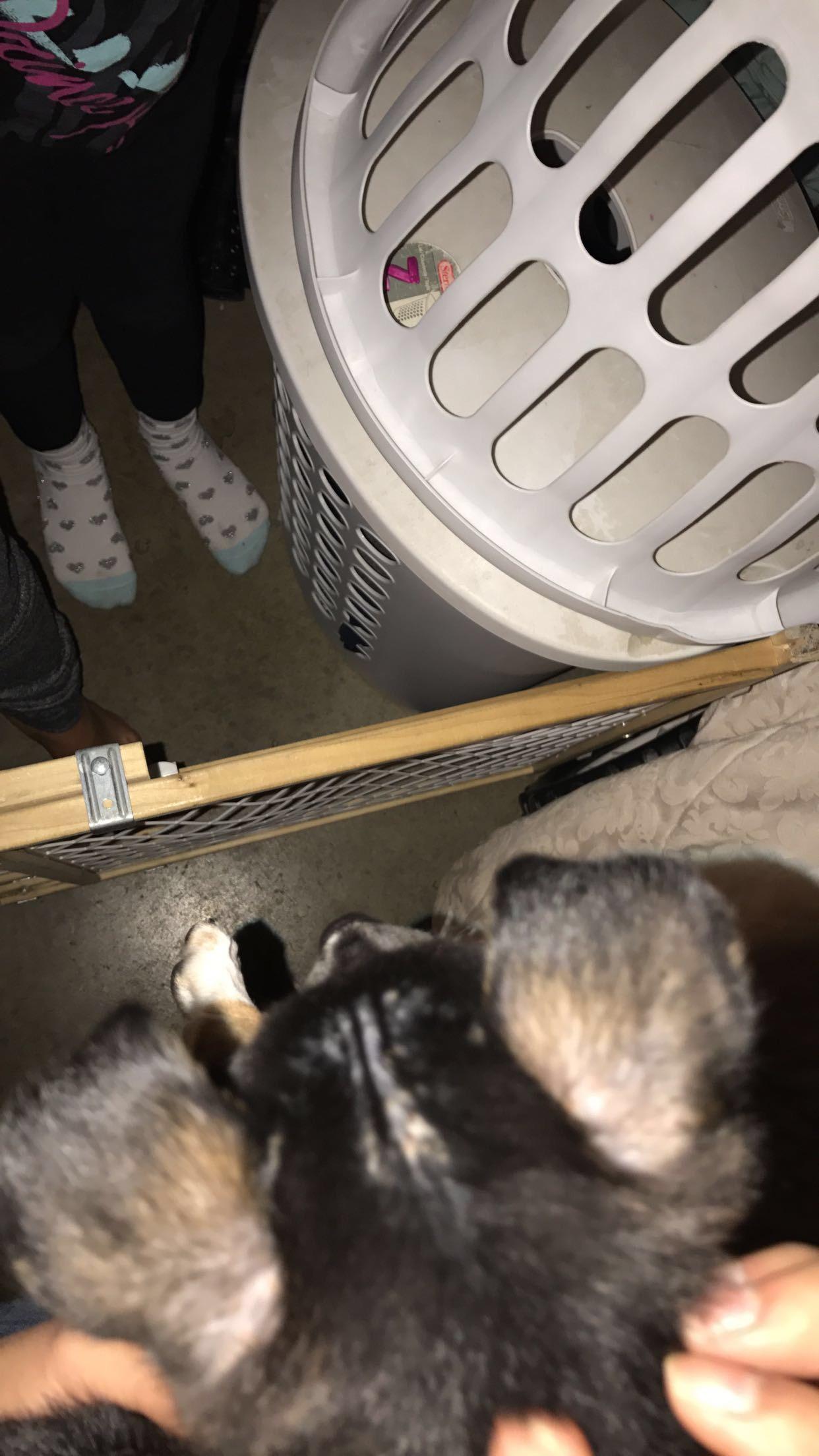 My 9-week puppy has hair loss, bumps, peeling ears. What's wrong? | Petco