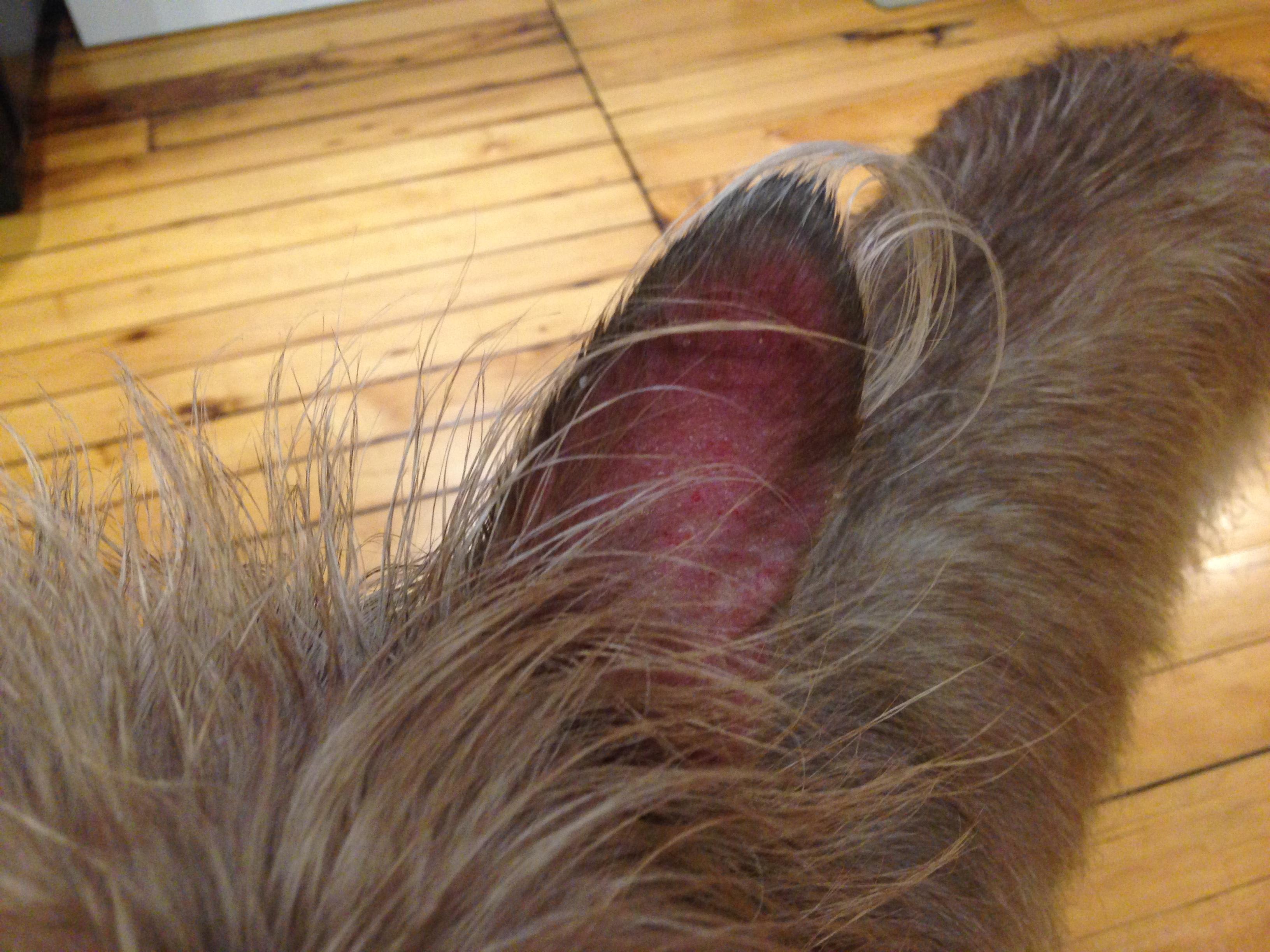 My Dog's Ear is Red, Scaly, Warm, Not Itchy. Is It Infected? | Petco