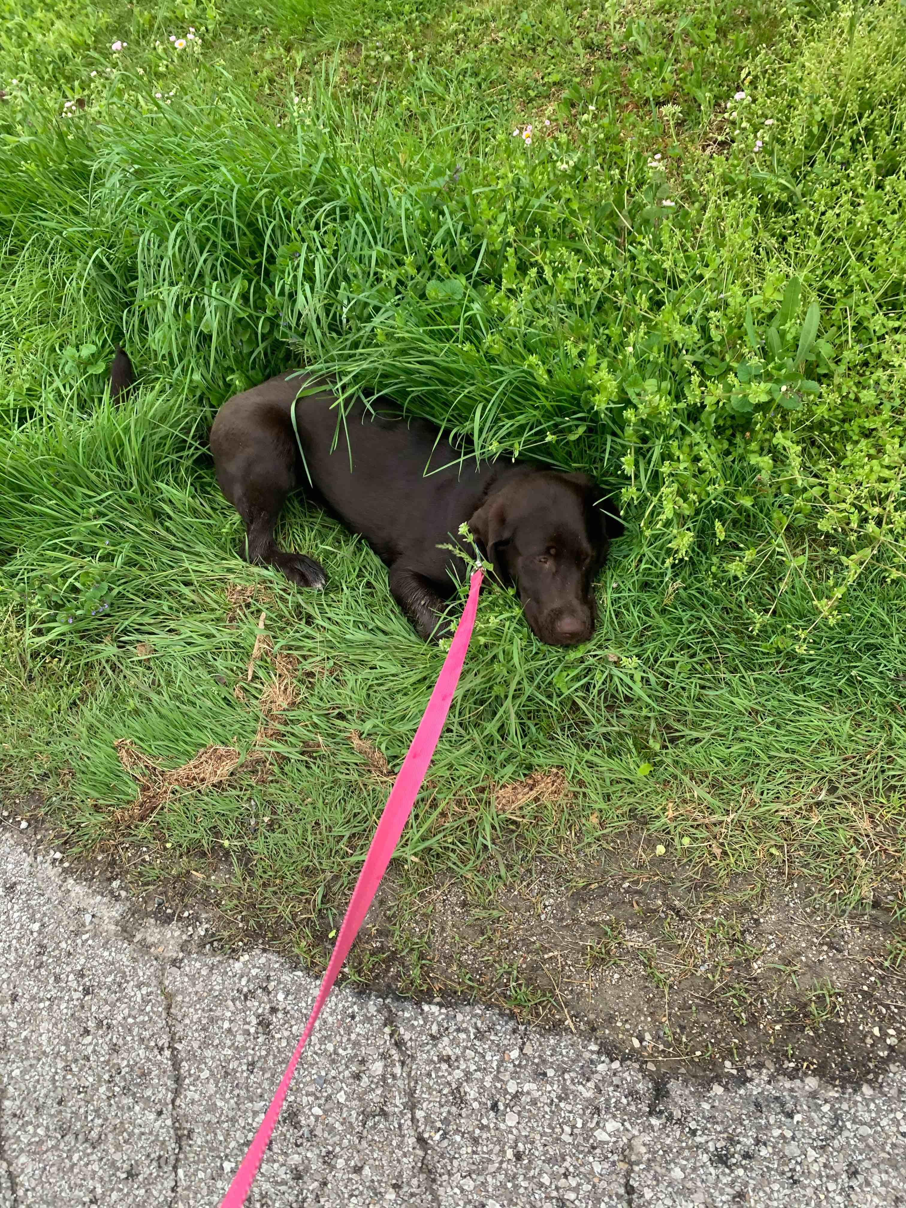 We went on an early morning run and Avenger started limping when we got ...