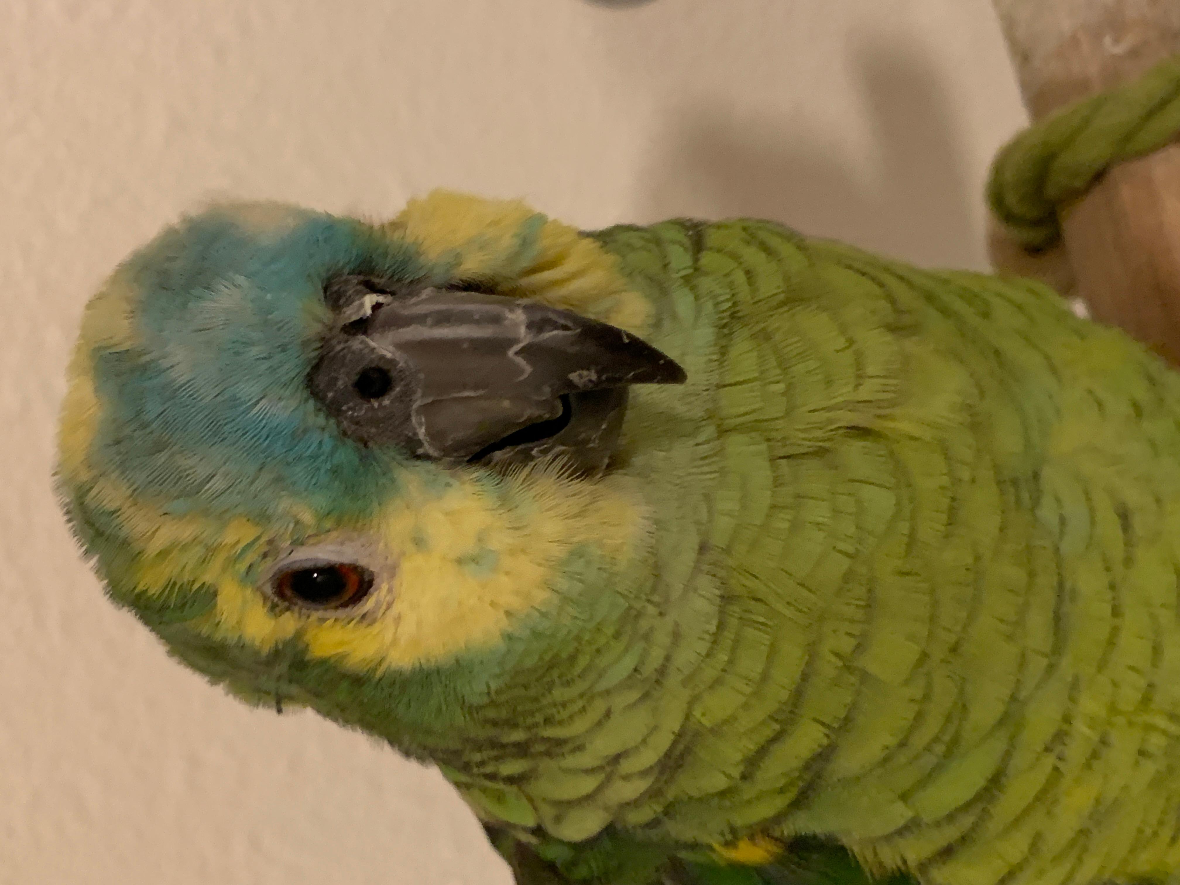 My Amazon Parrot Sneezes, Whistles, Shakes Head: Is It Sick? | Petco