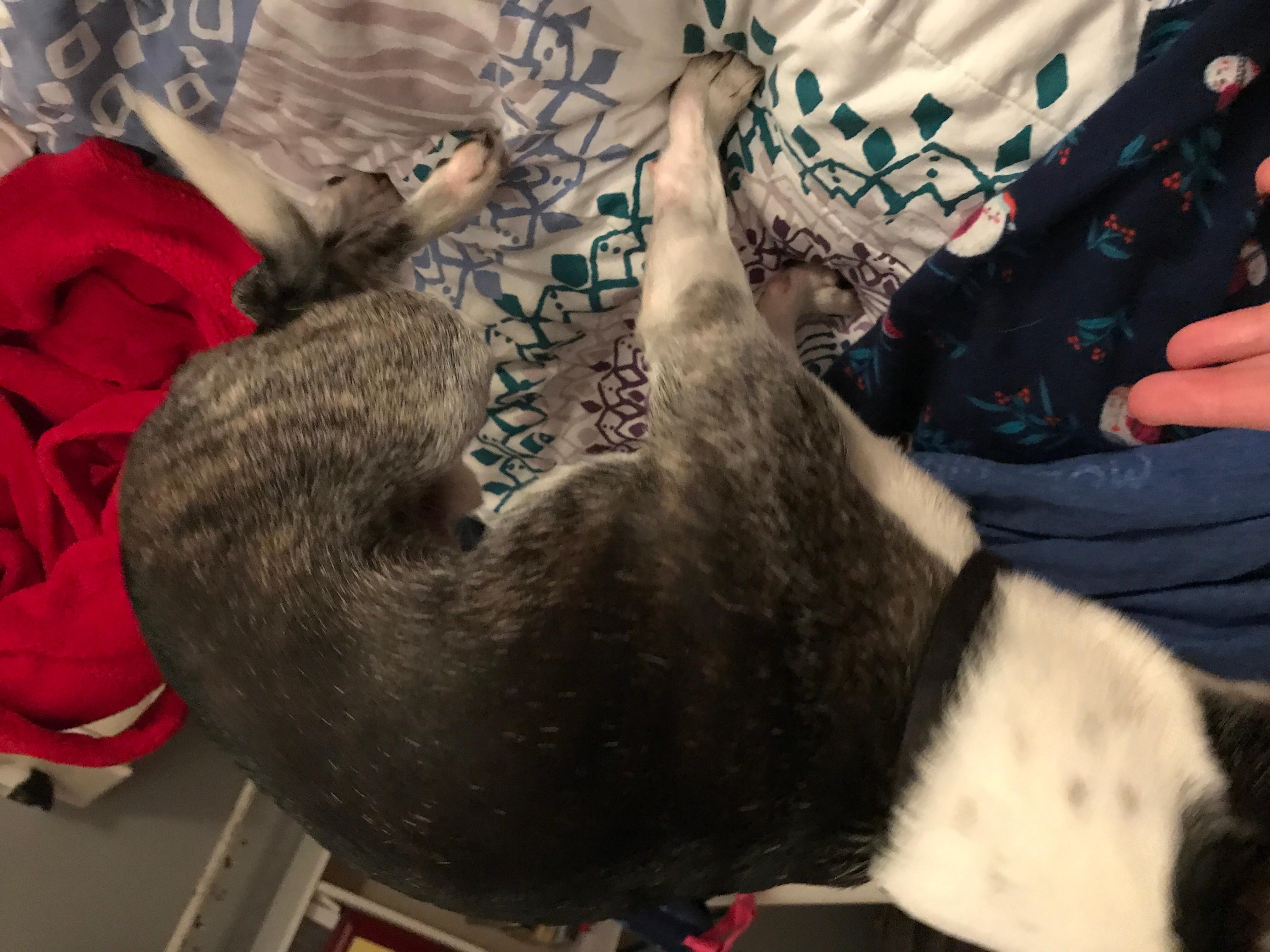 My Dog Ate an Oyster: Hunched, Stiff, Can't Walk? Vet Needed? | Petco