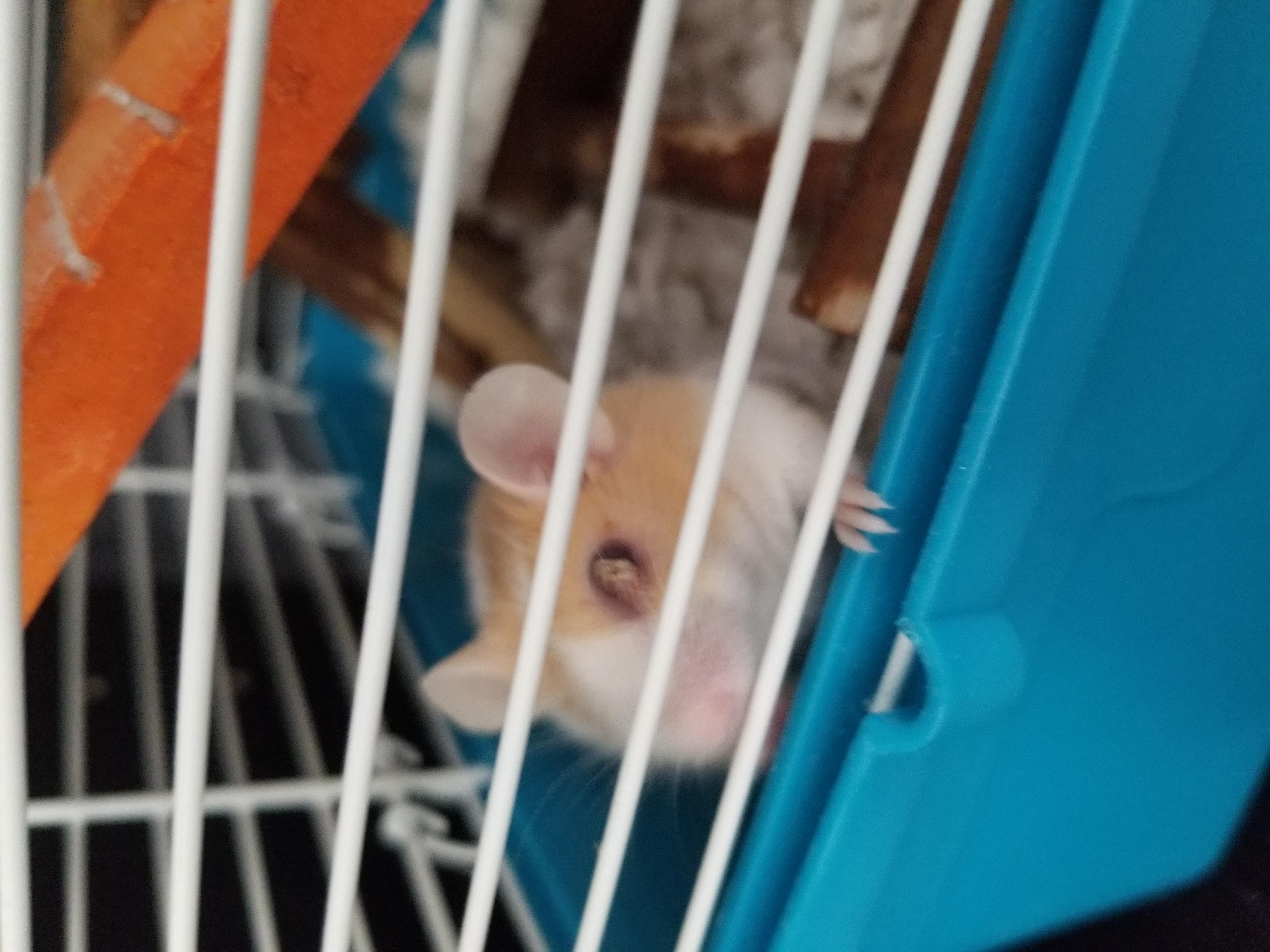 Why is my mouse's eye bulging and clouded, but he seems okay? | Petco
