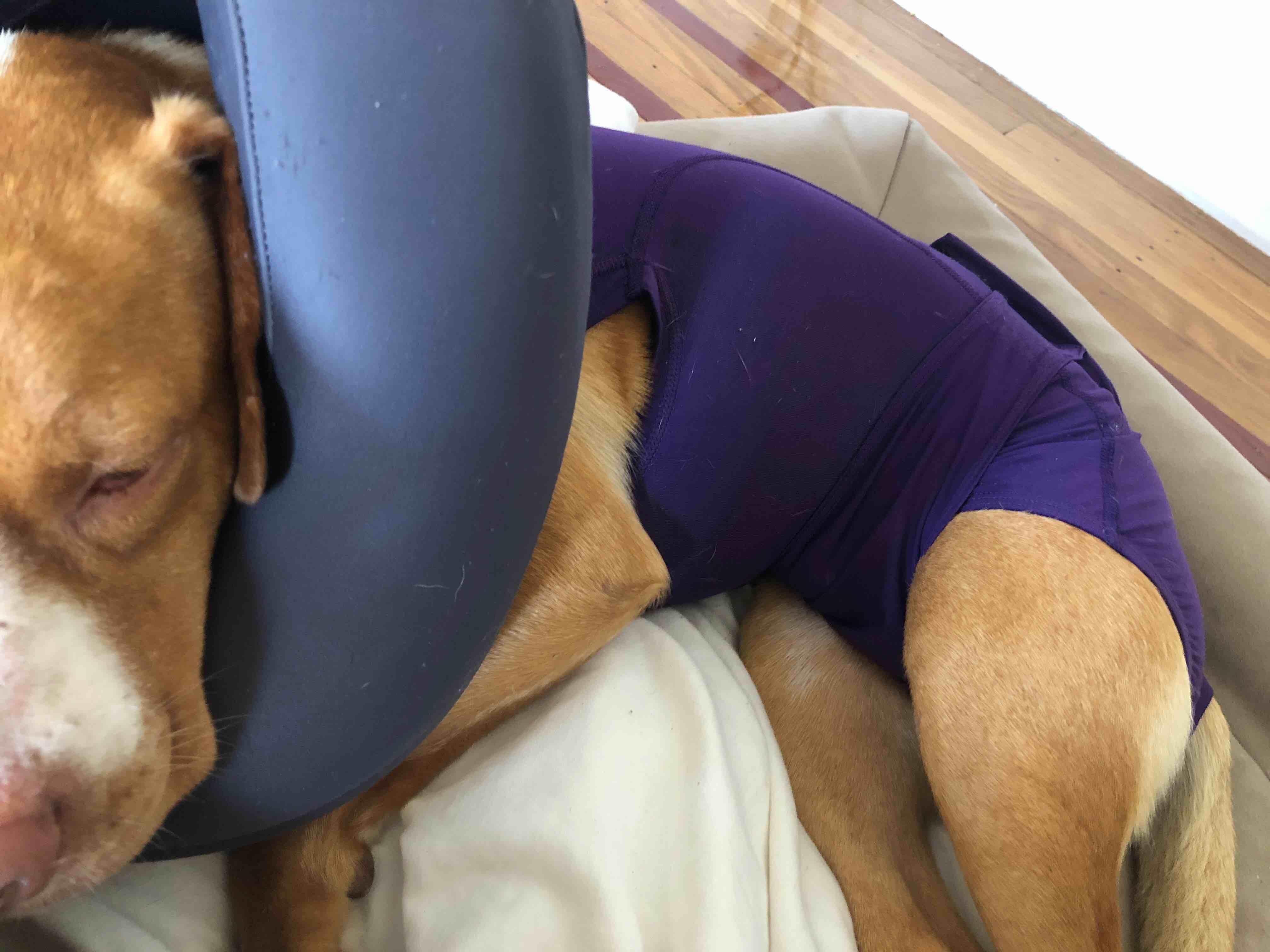 Dog's yellow neuter incision: Normal healing or infection? | Petco