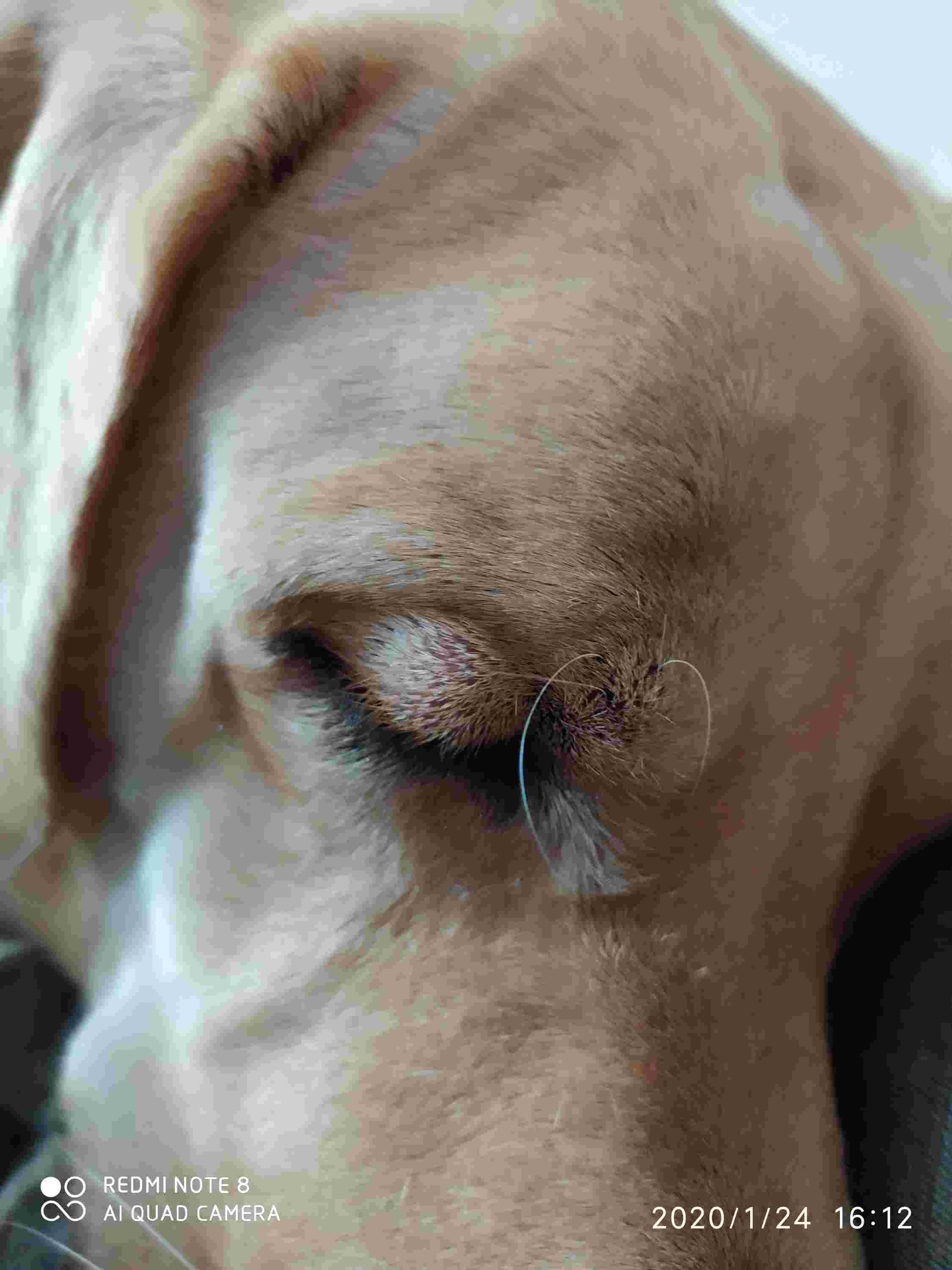 What's Causing Your Dog's Eyebrow to Look Discolored or Different? | Petco