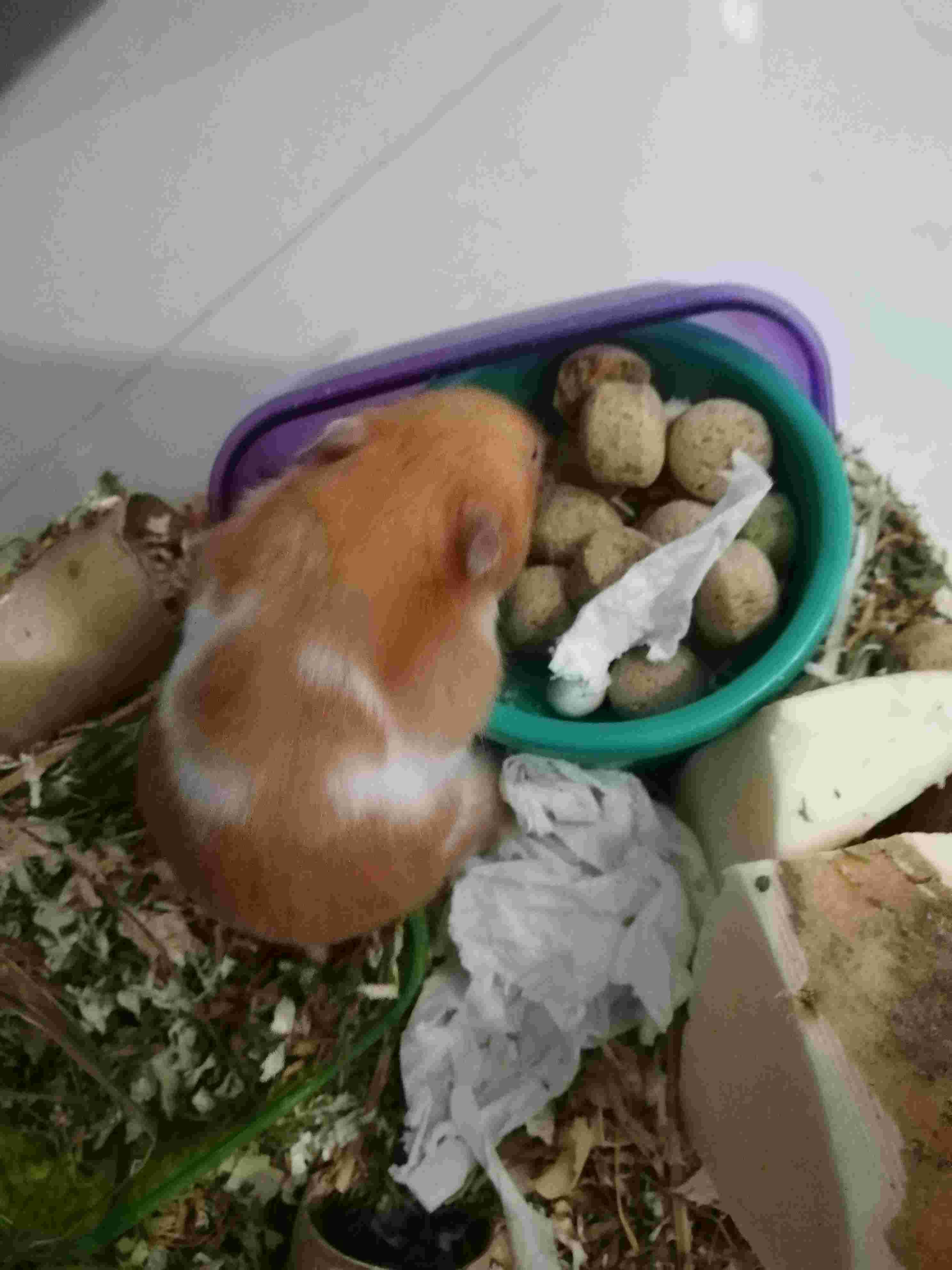 Why is my hamster biting? How to stop an aggressive hamster? | Petco