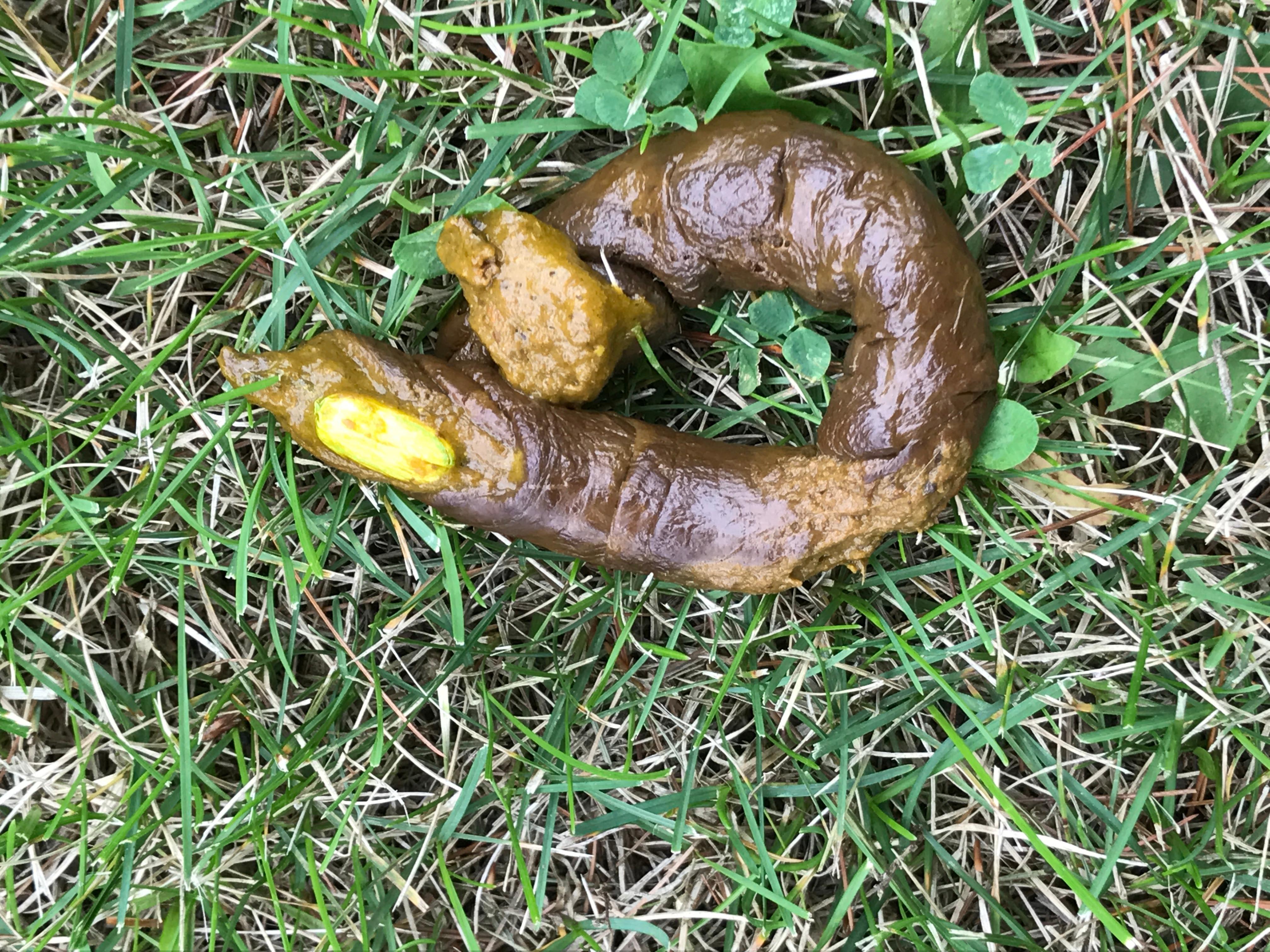 My dog pooped out an undigested Denamarin pill. Should I worry? | Petco