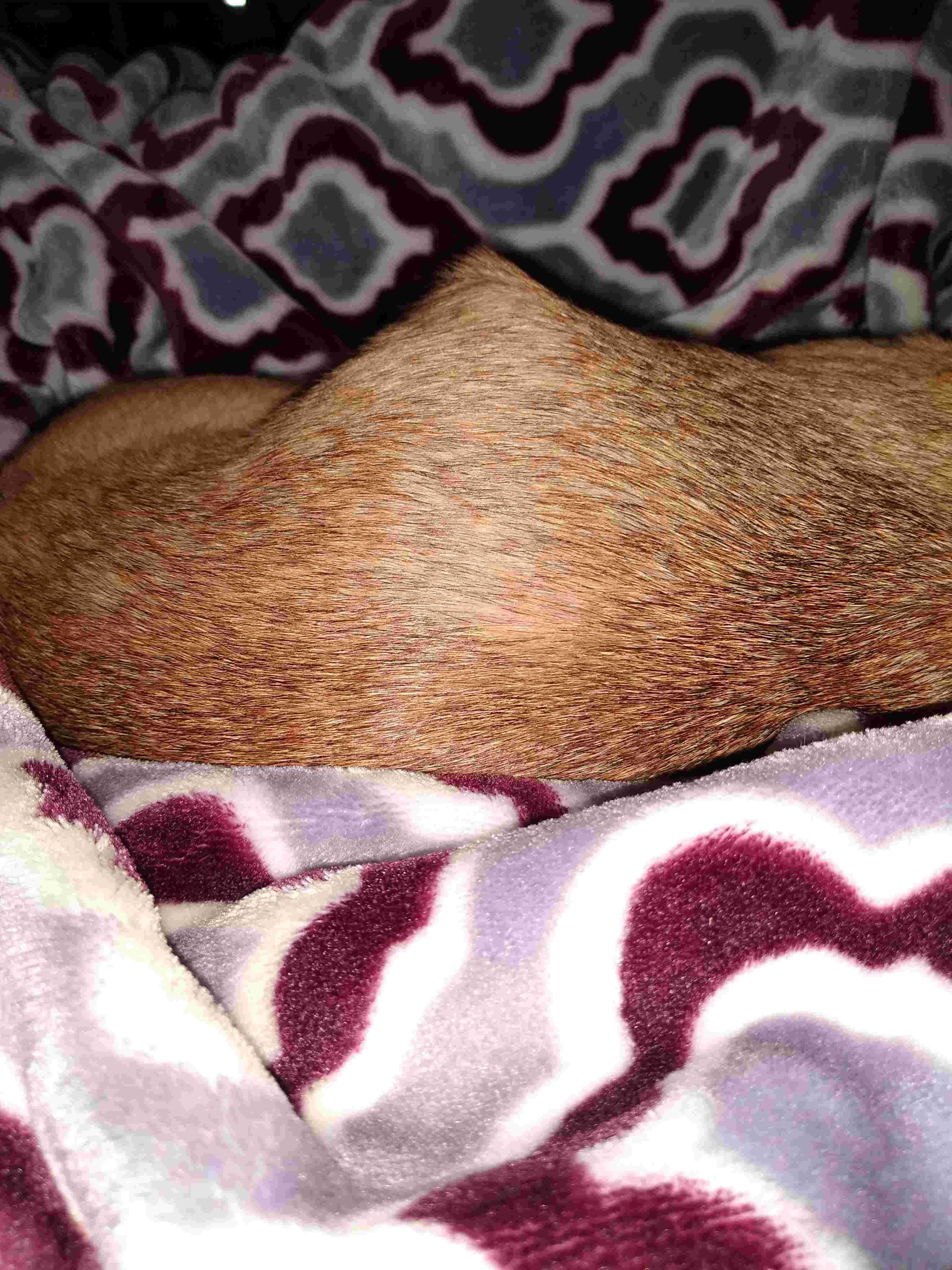 Dog's ribs are bumpy years after accident. Is it an old injury? | Petco