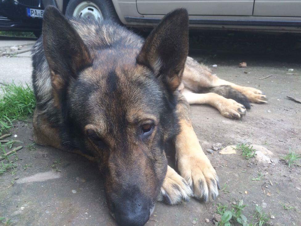 How to introduce a new, untrained dog to an aggressive pack? | Petco