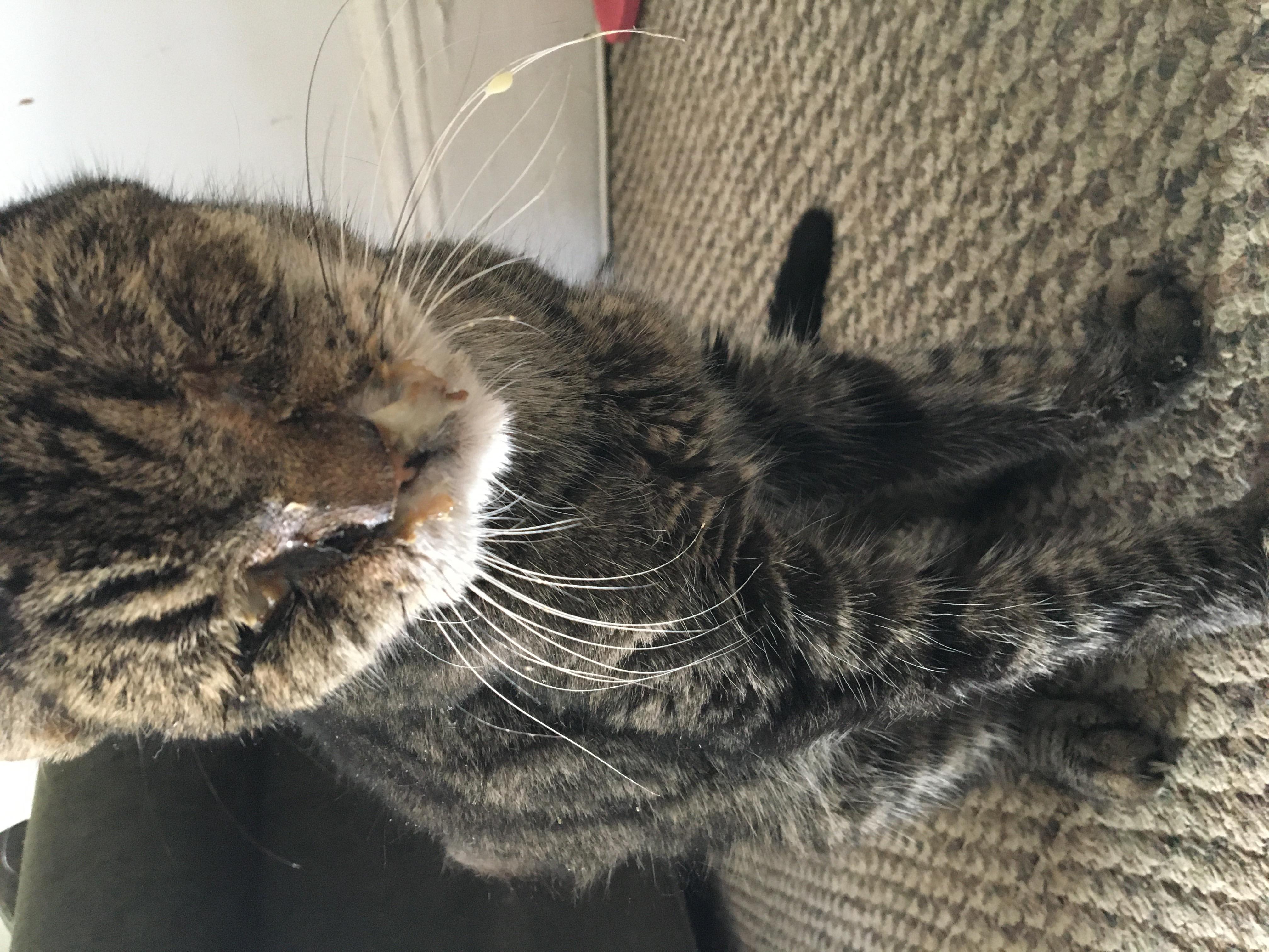 Feral Cat Eye/Nose Discharge: Can I Buy Meds Without a Vet? | Petco