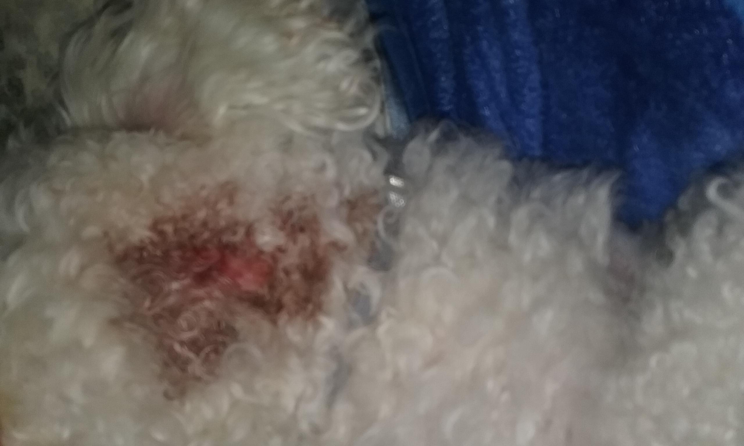 My dog has a bloody neck wound. What can I do before the vet? | Petco
