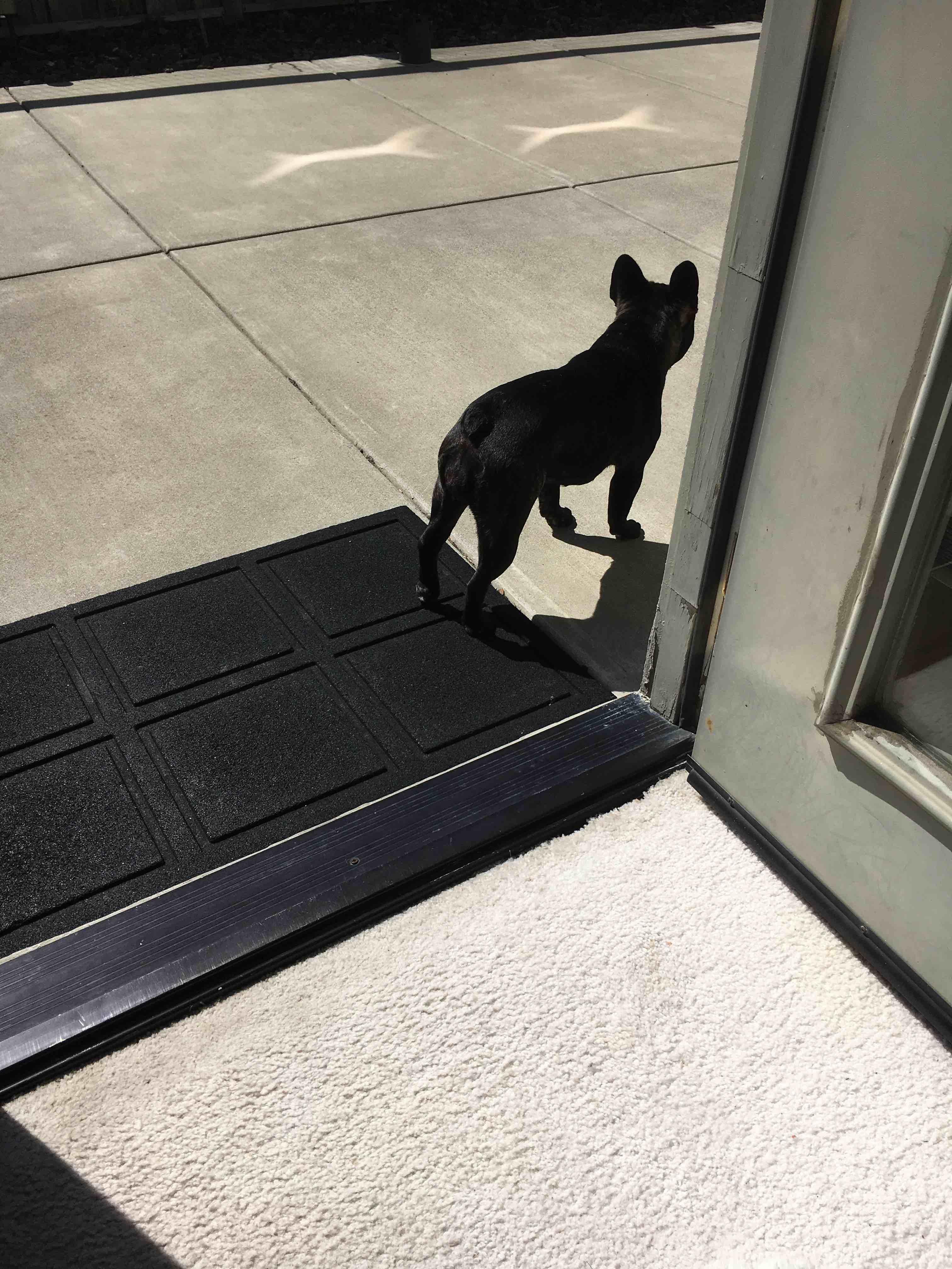 My Frenchie limps but shows no pain. Is it a hip or knee issue? | Petco
