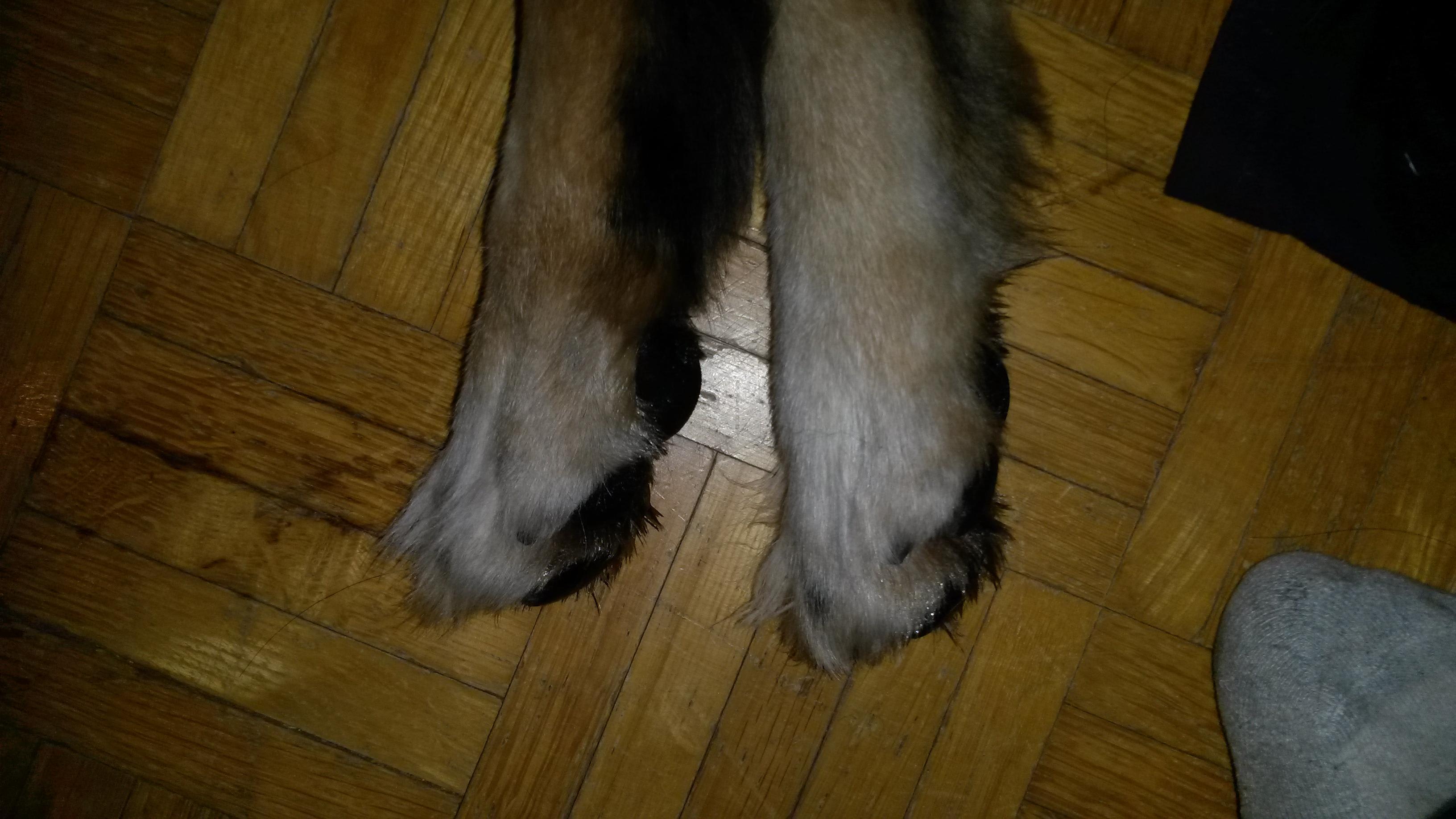 What to do if my dog's back paw pads are swollen for a week? | Petco