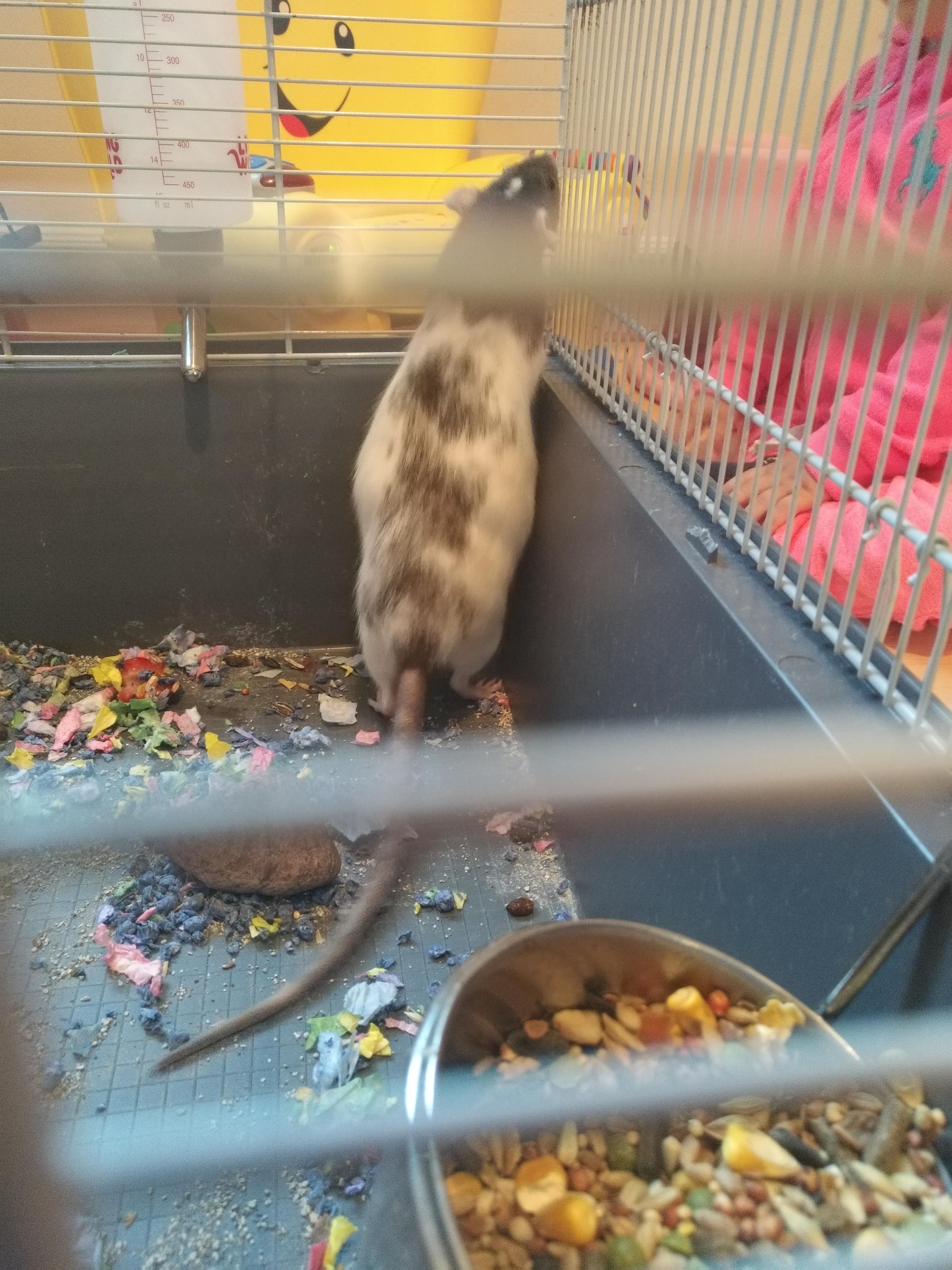 My Pregnant Rat: Is She Overdue or In Labor? Find Out Now | Petco