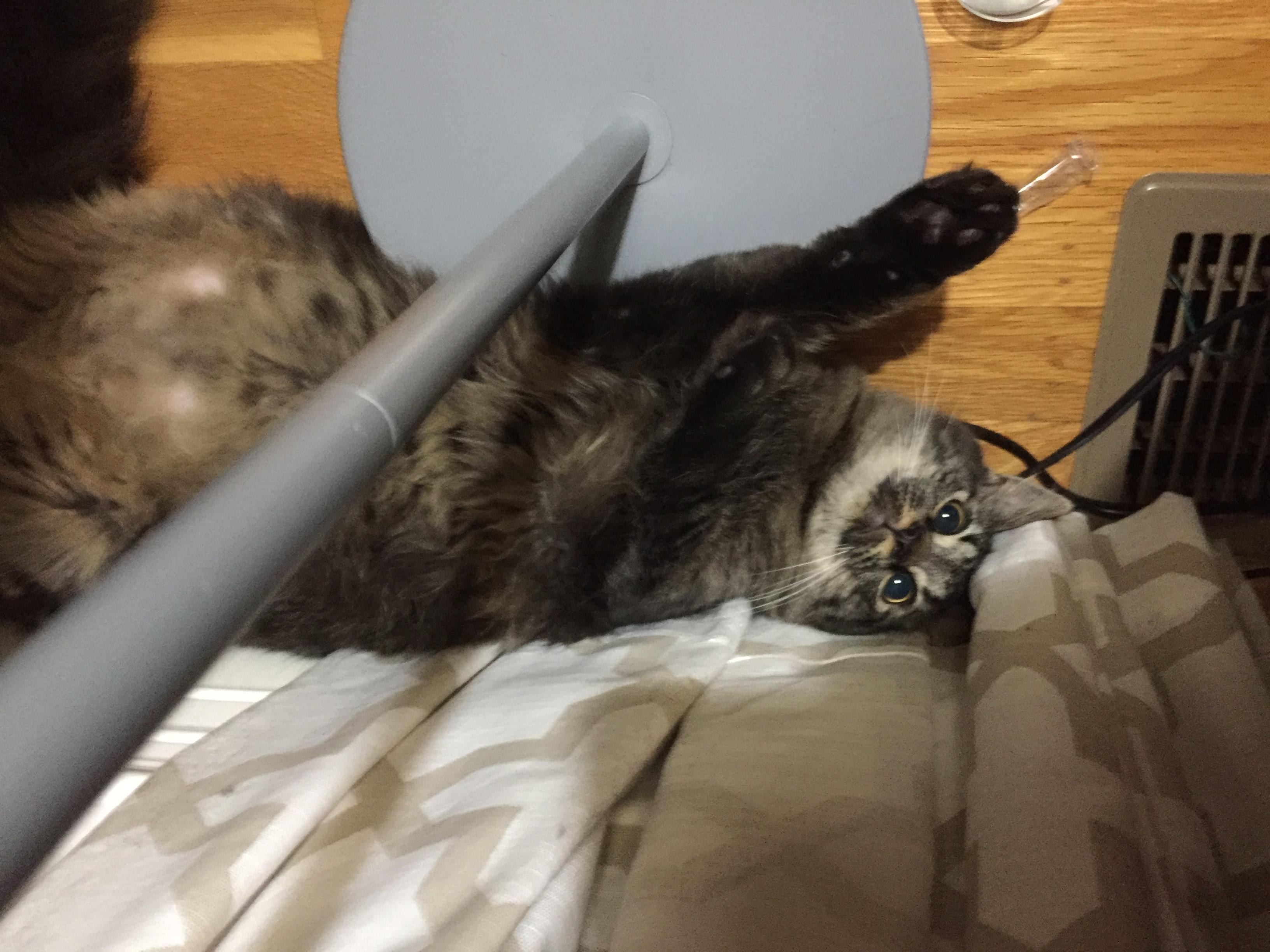 When to Switch Your 11-Month-Old Cat from Kitten to Adult Food? | Petco