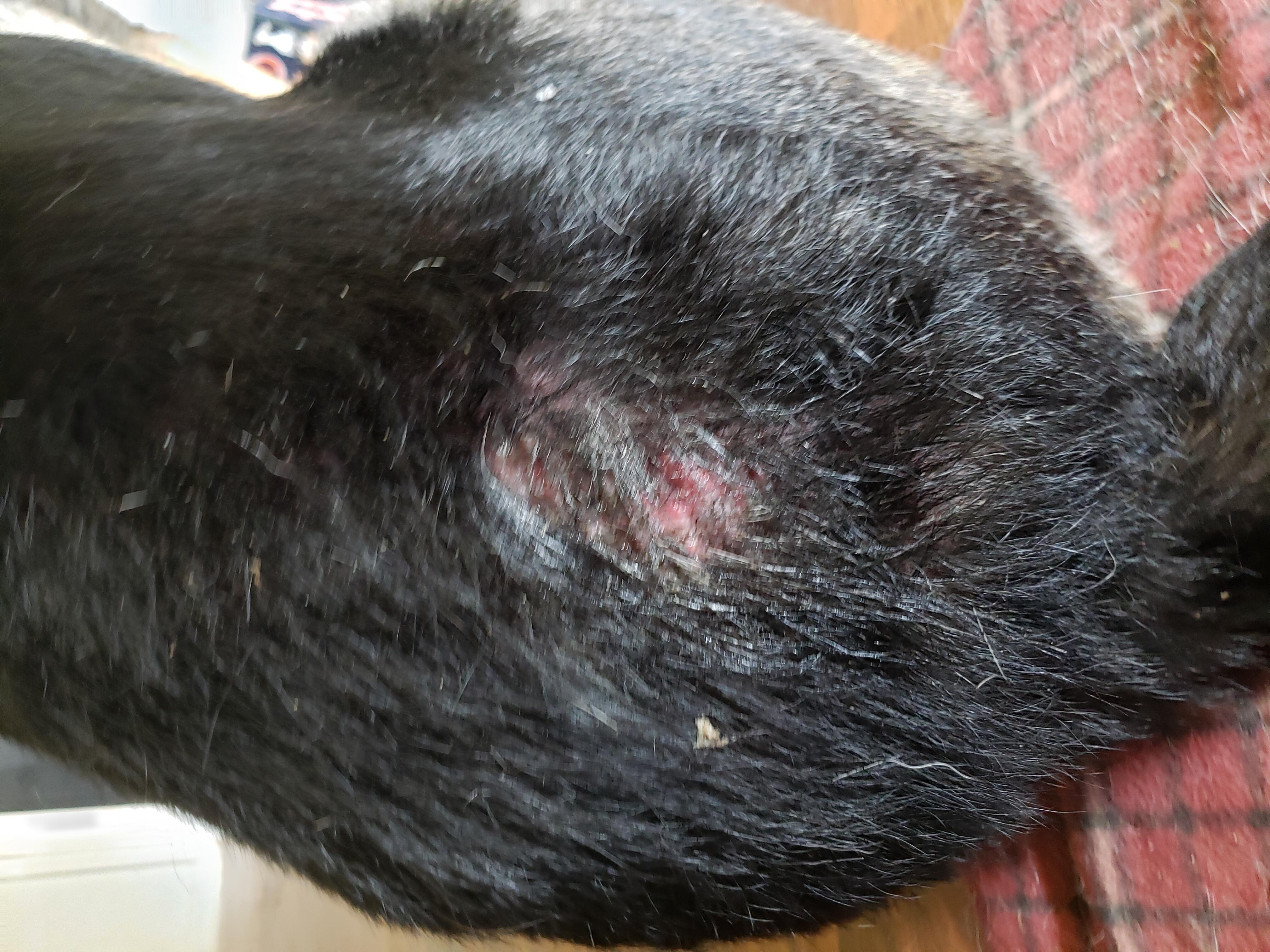 Why Is My Dog Biting Back Raw & Losing Hair? What To Do? | Petco