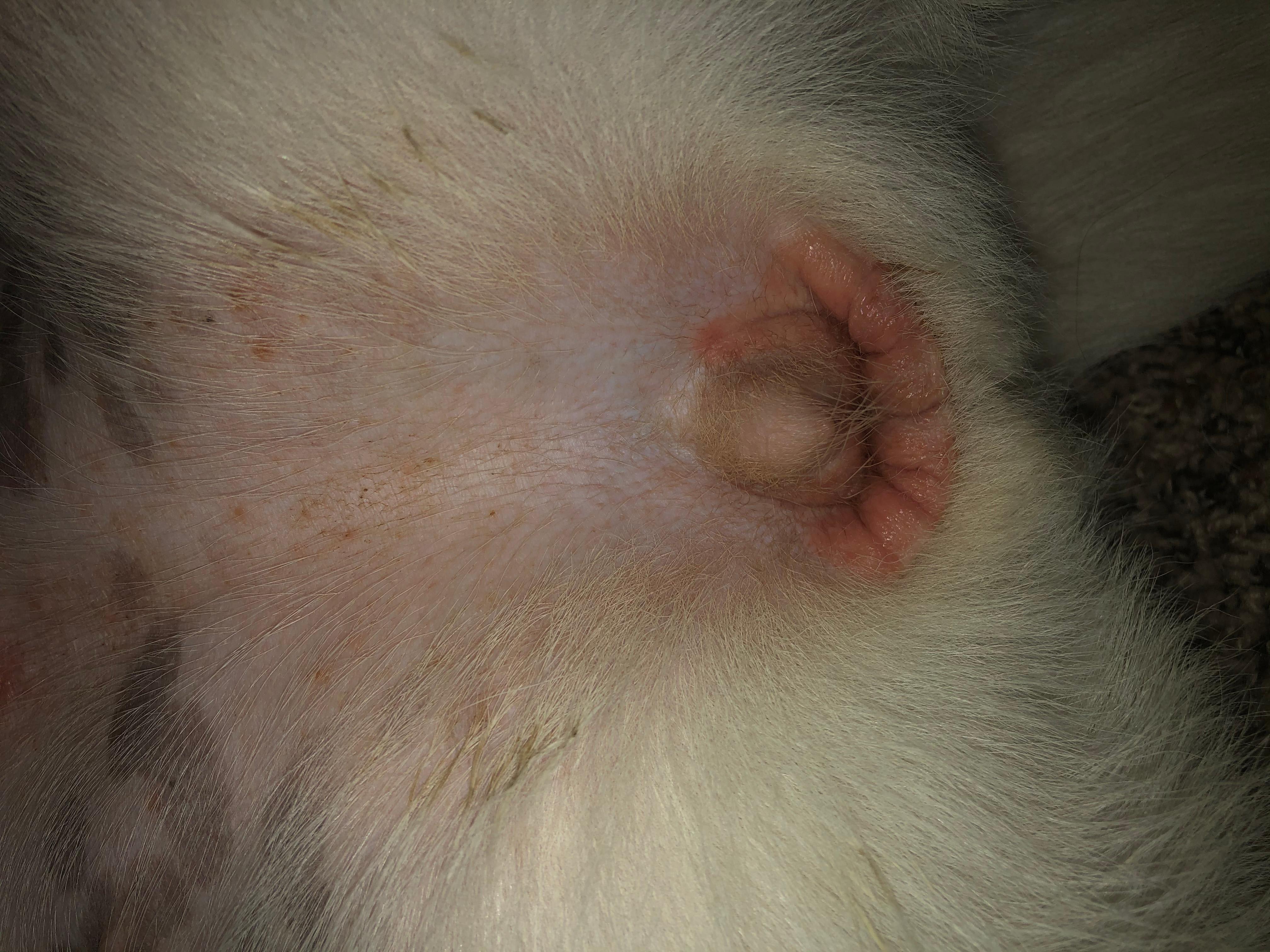 6-Month-Old Dog's Vulva Red & Swollen: Heat or Sickness? | Petco