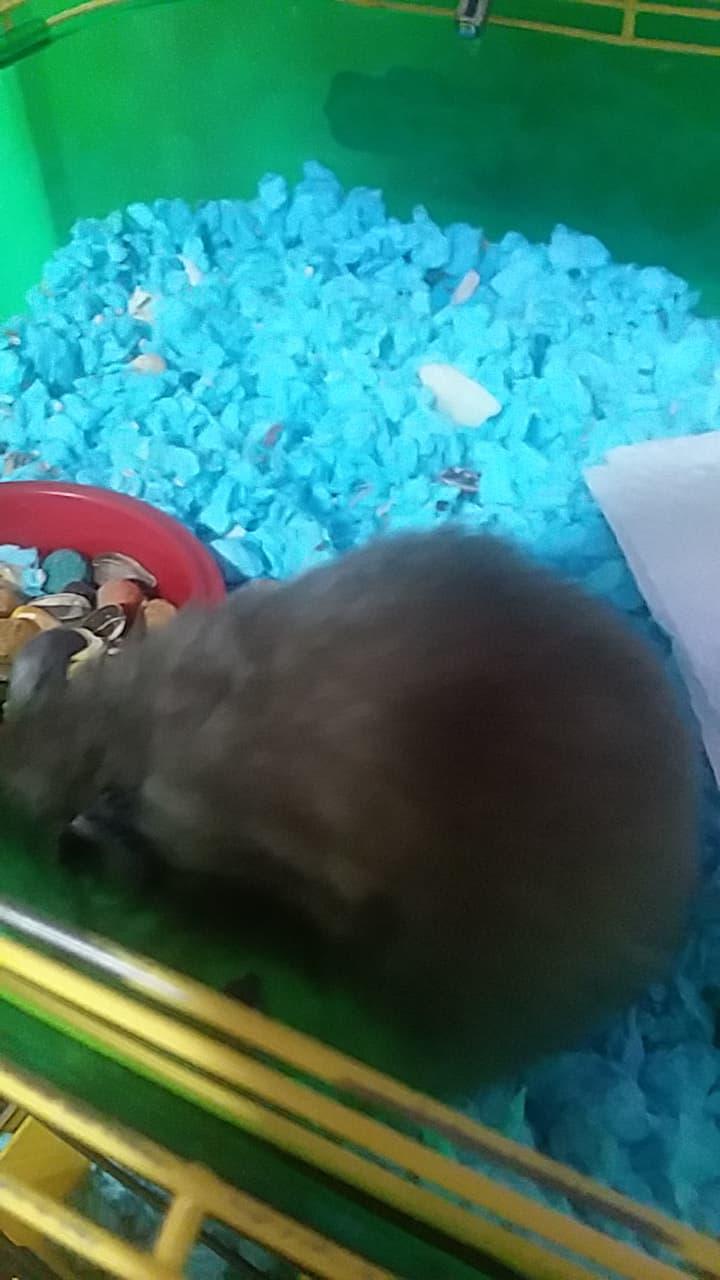 How long until hamster gives birth after nesting and hoarding? | Petco
