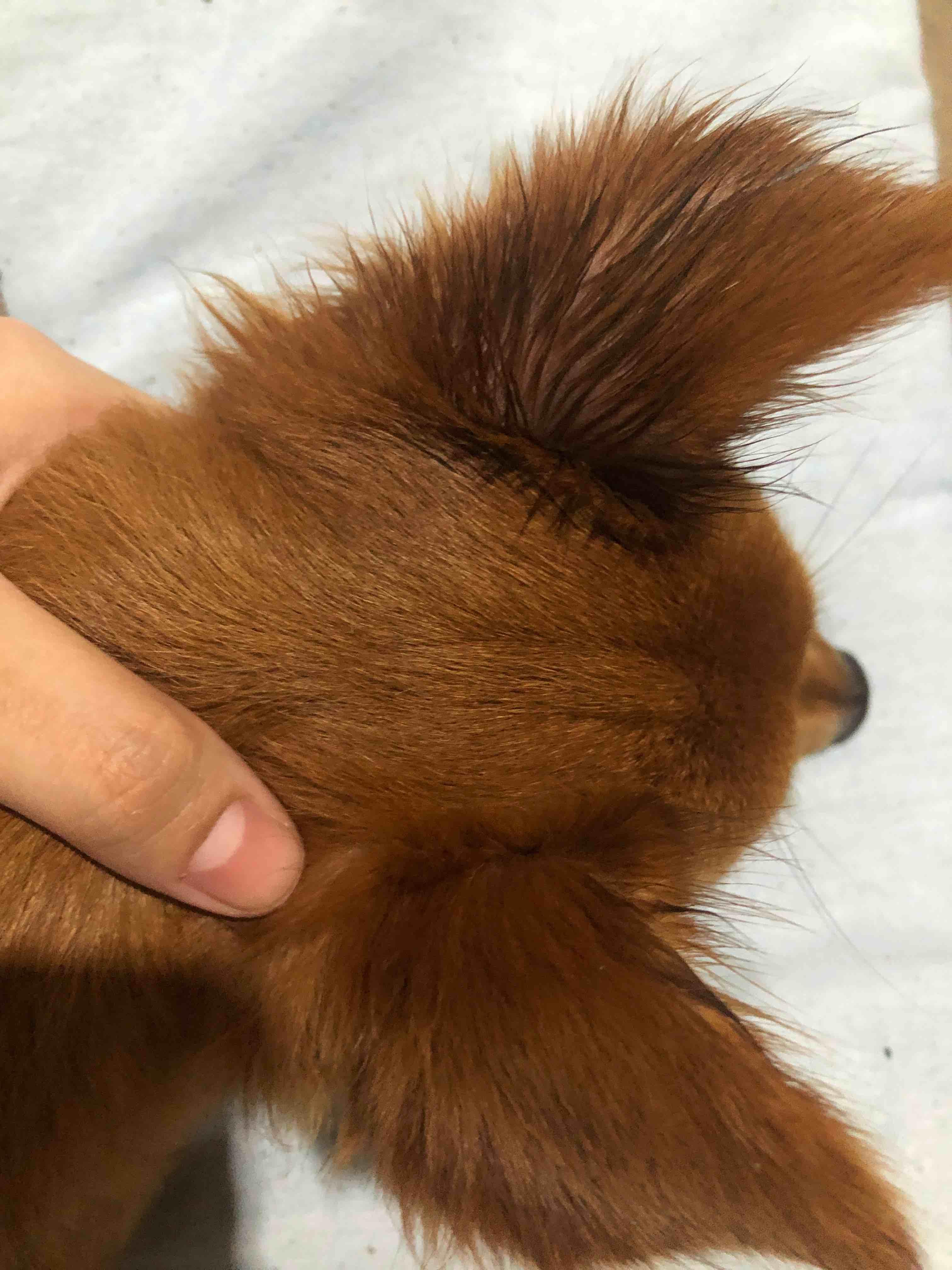 Why is my dog's fur oily on neck, back, ears? Is it normal? | Petco