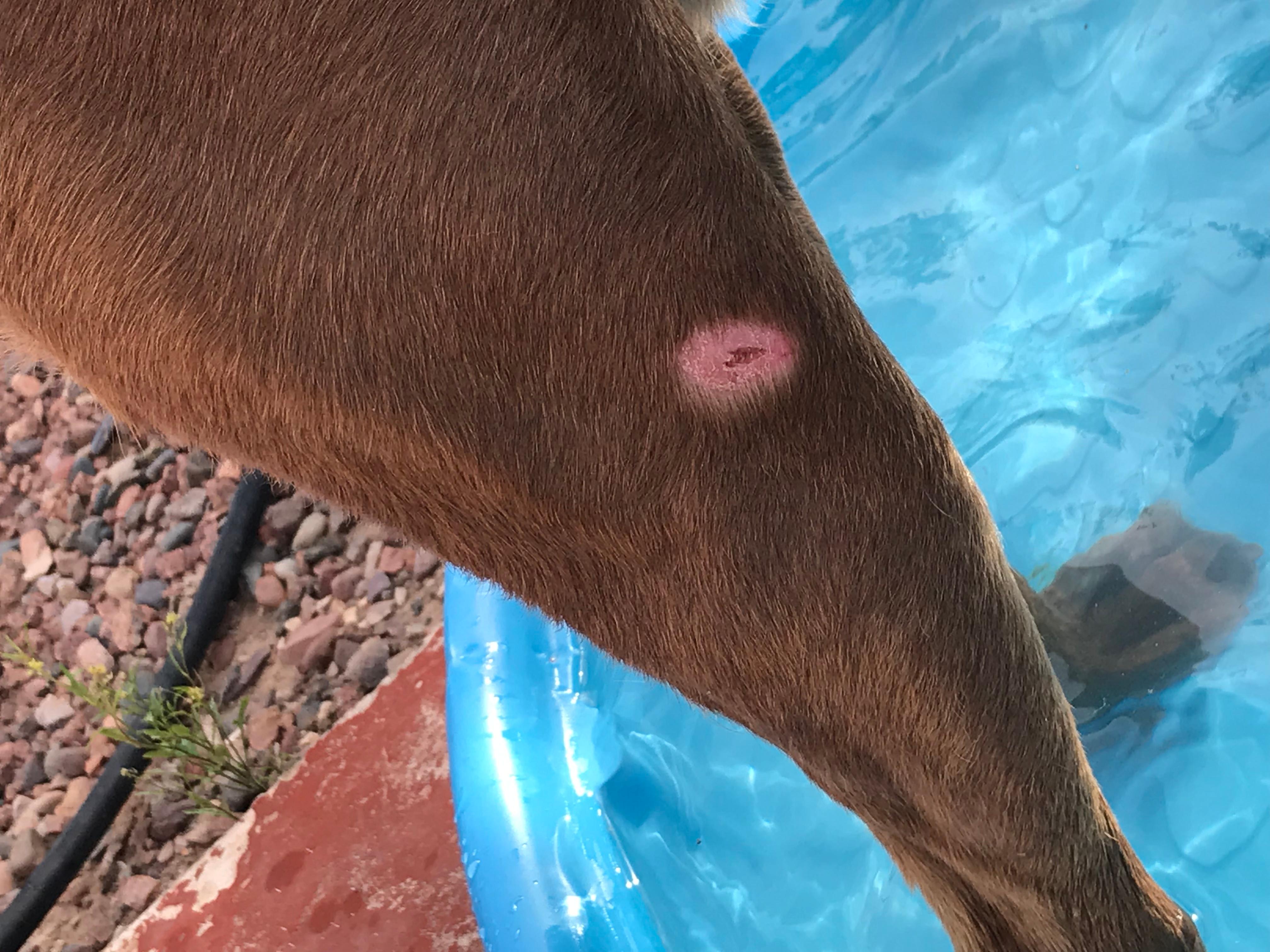 My Dog Has a Bald Scabby Spot: Is It Serious? When to See a Vet? | Petco