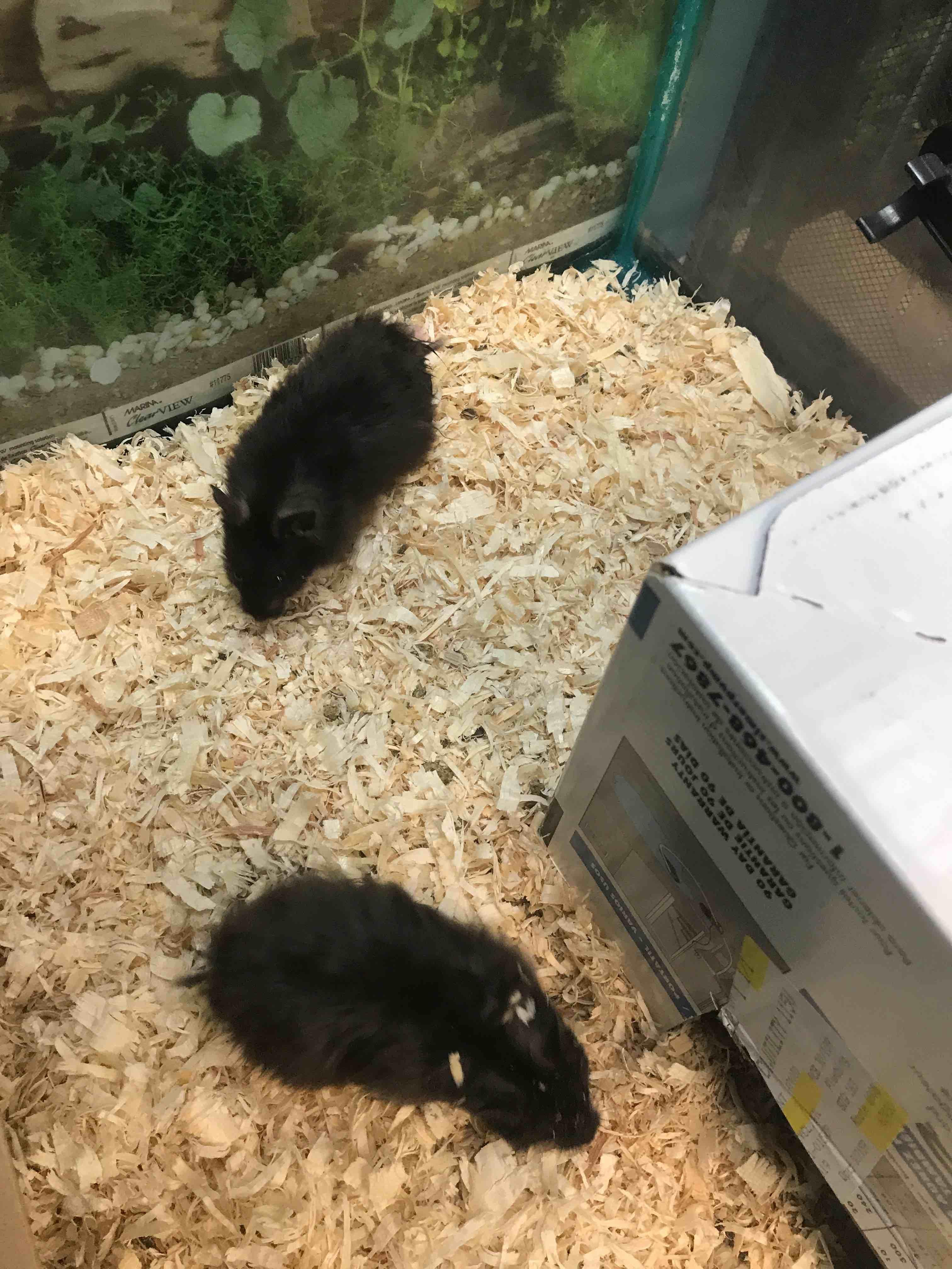 My hamster gave birth? So I just got a hamster from the pet store and ...