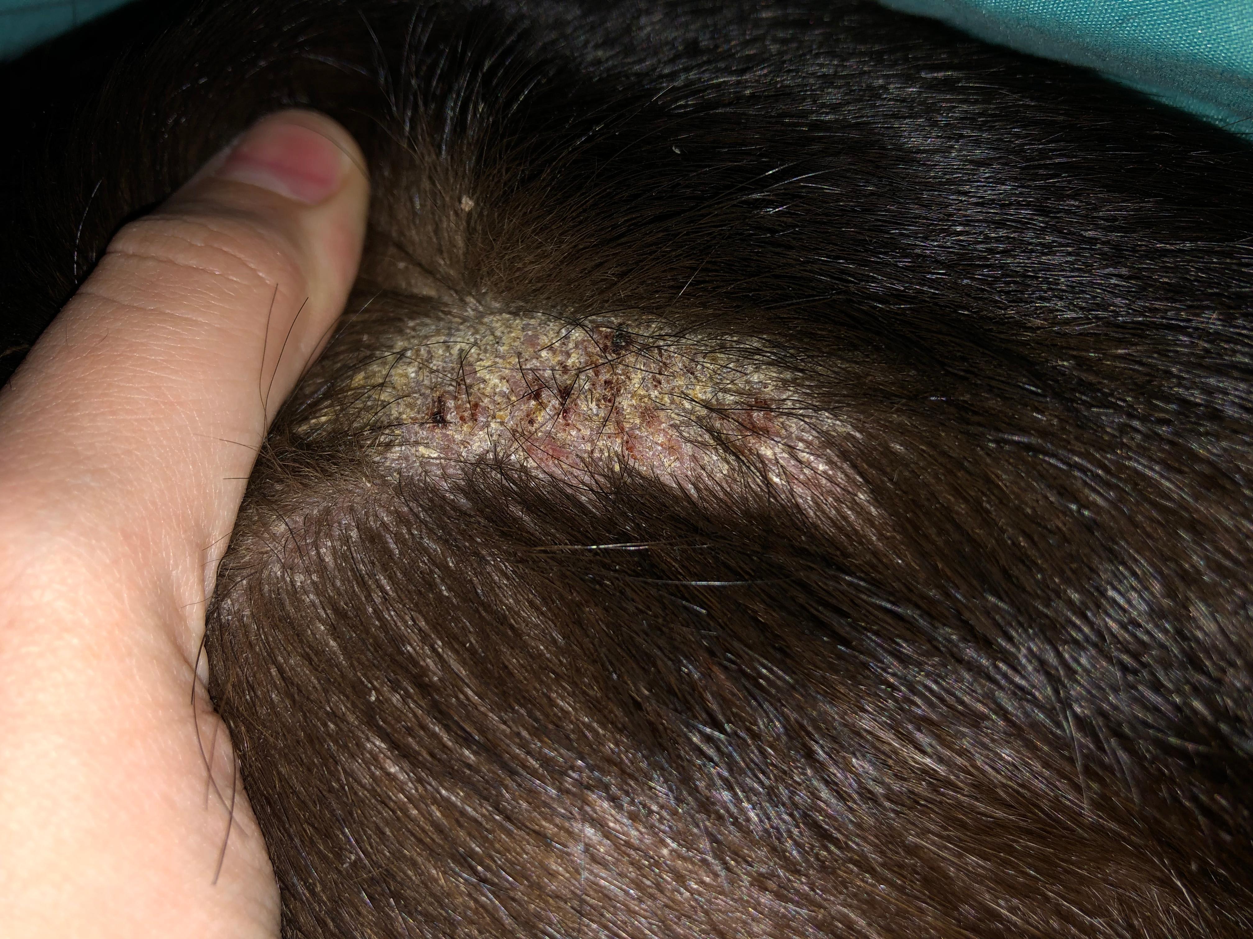 Why is my dog scratching, biting, losing fur, yellow scabs? | Petco