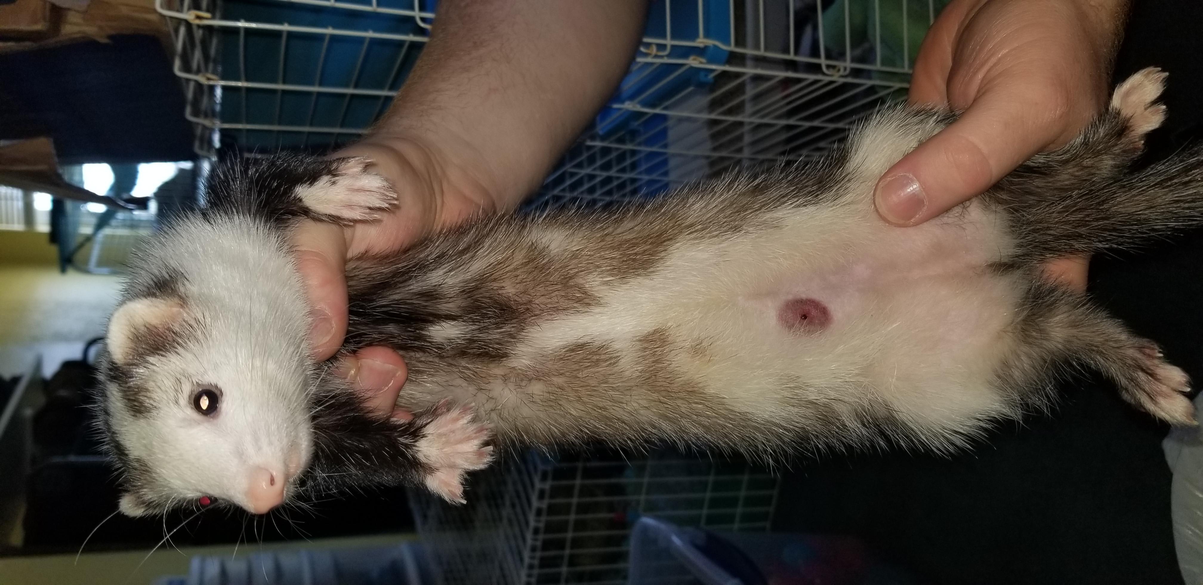 What is this red spot with a black dot on my ferret's belly? | Petco