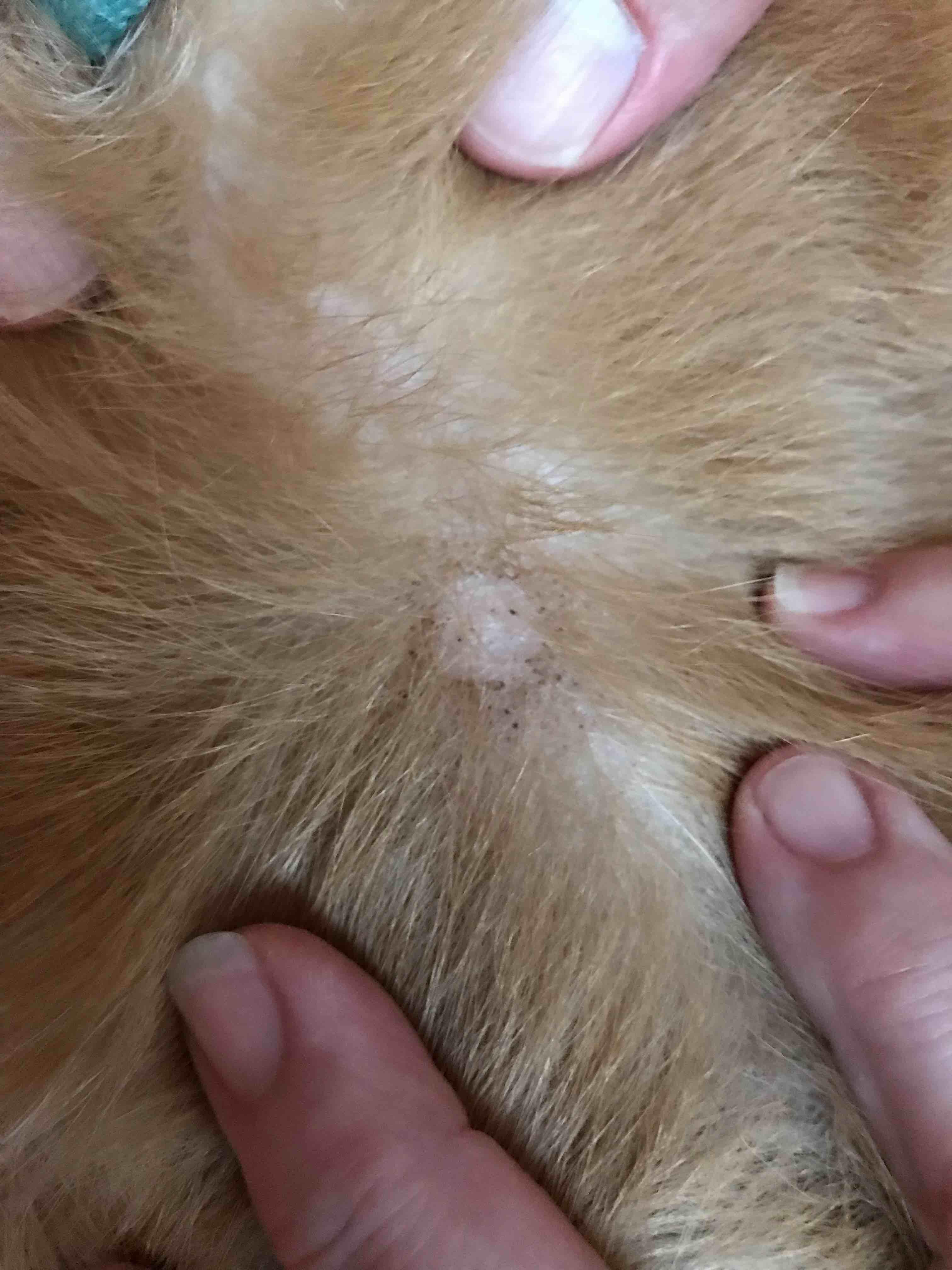 What are bald spots with dark crusty rings on my dog's skin? | Petco