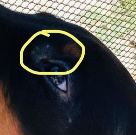 Is My Doberman Puppy's Nose Rash Genetic or a Skin Infection? | Petco