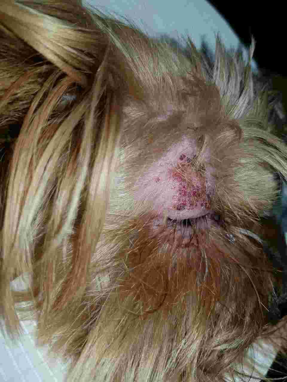 My Yorkie has a rash above her eye and hair is falling out. Her eye is ...