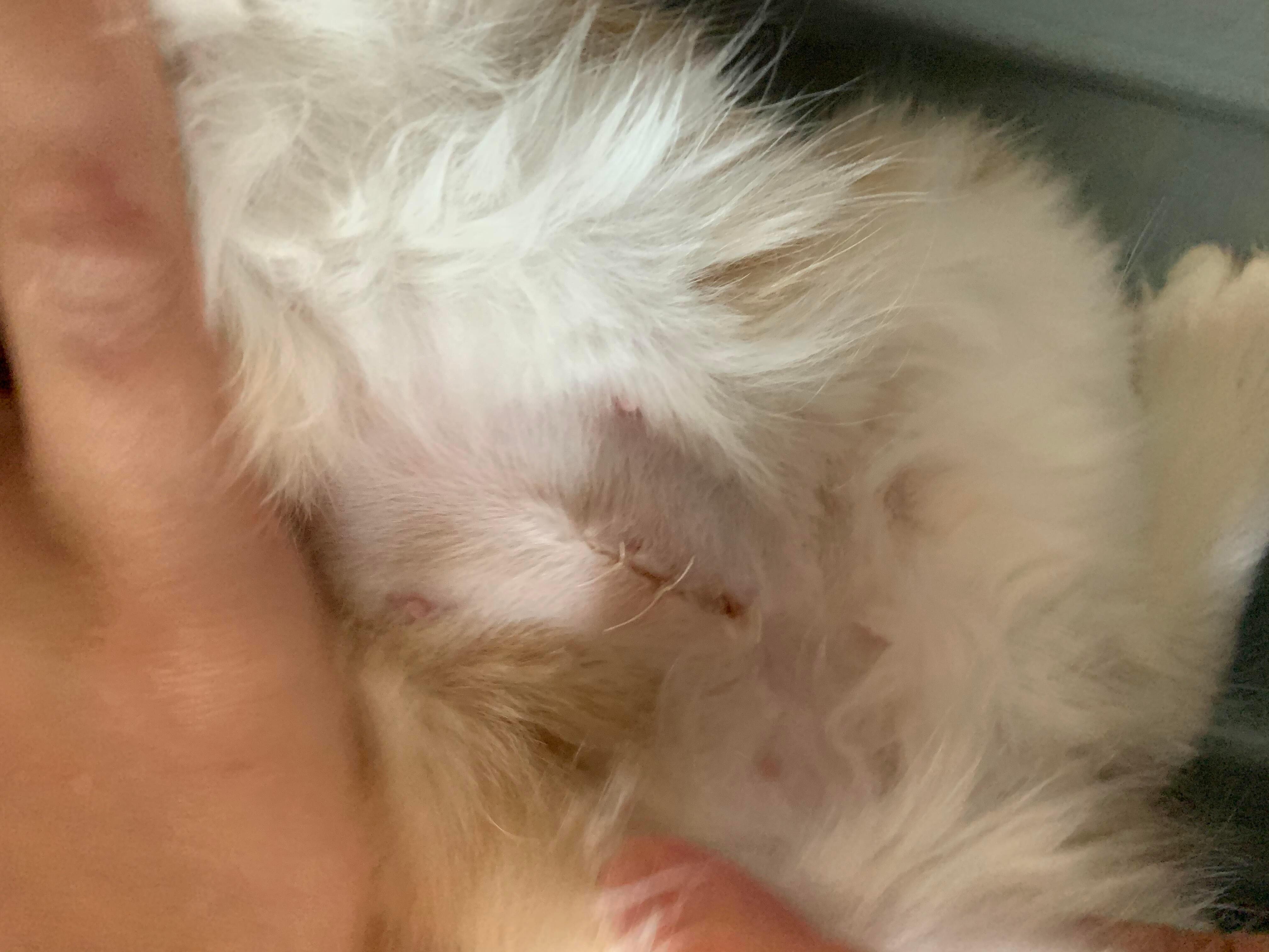 My cat has a lump after spay surgery. Is it a hernia or rupture? | Petco