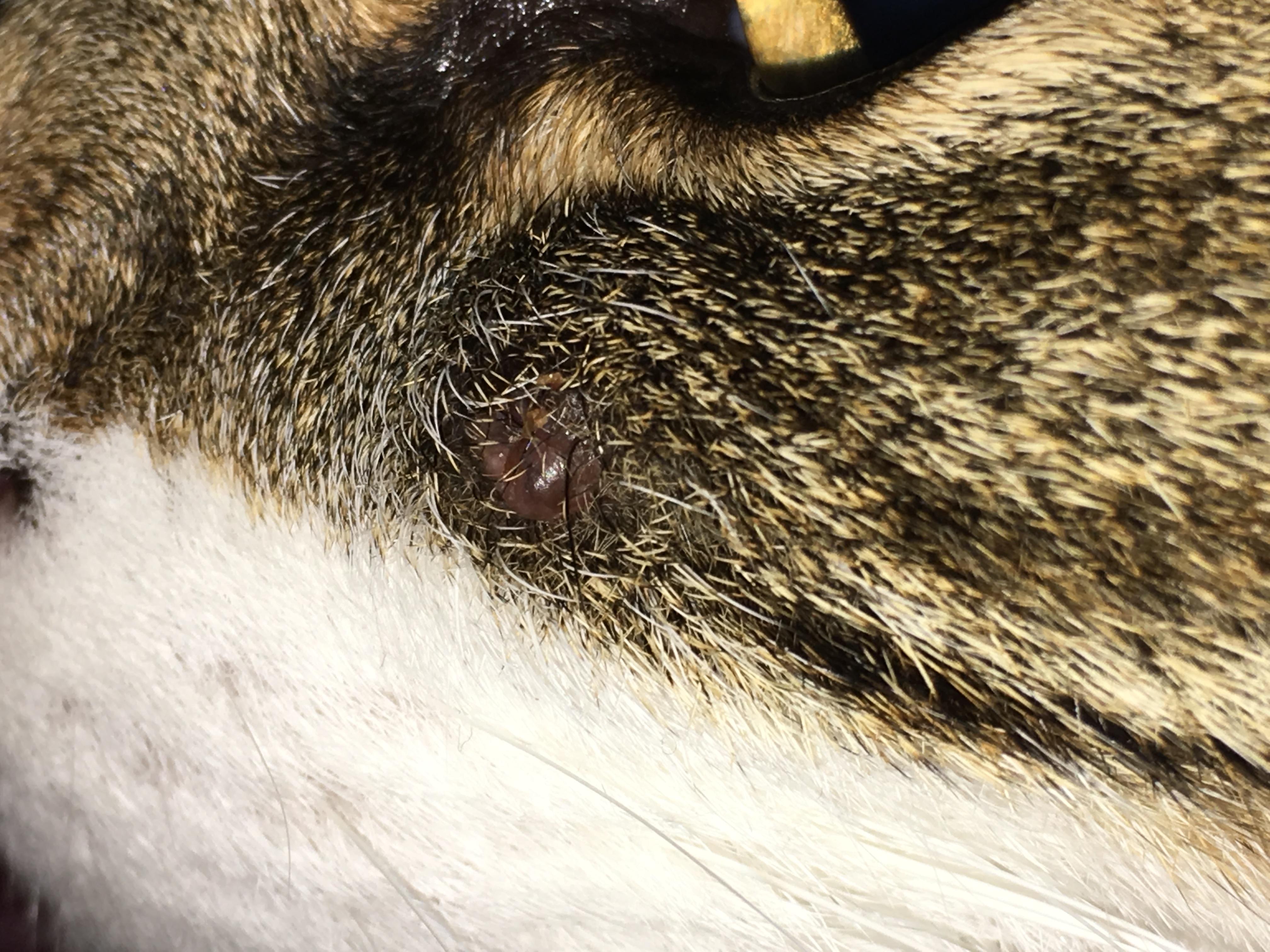 What's that firm brown lump on your cat's face? Should you worry? | Petco