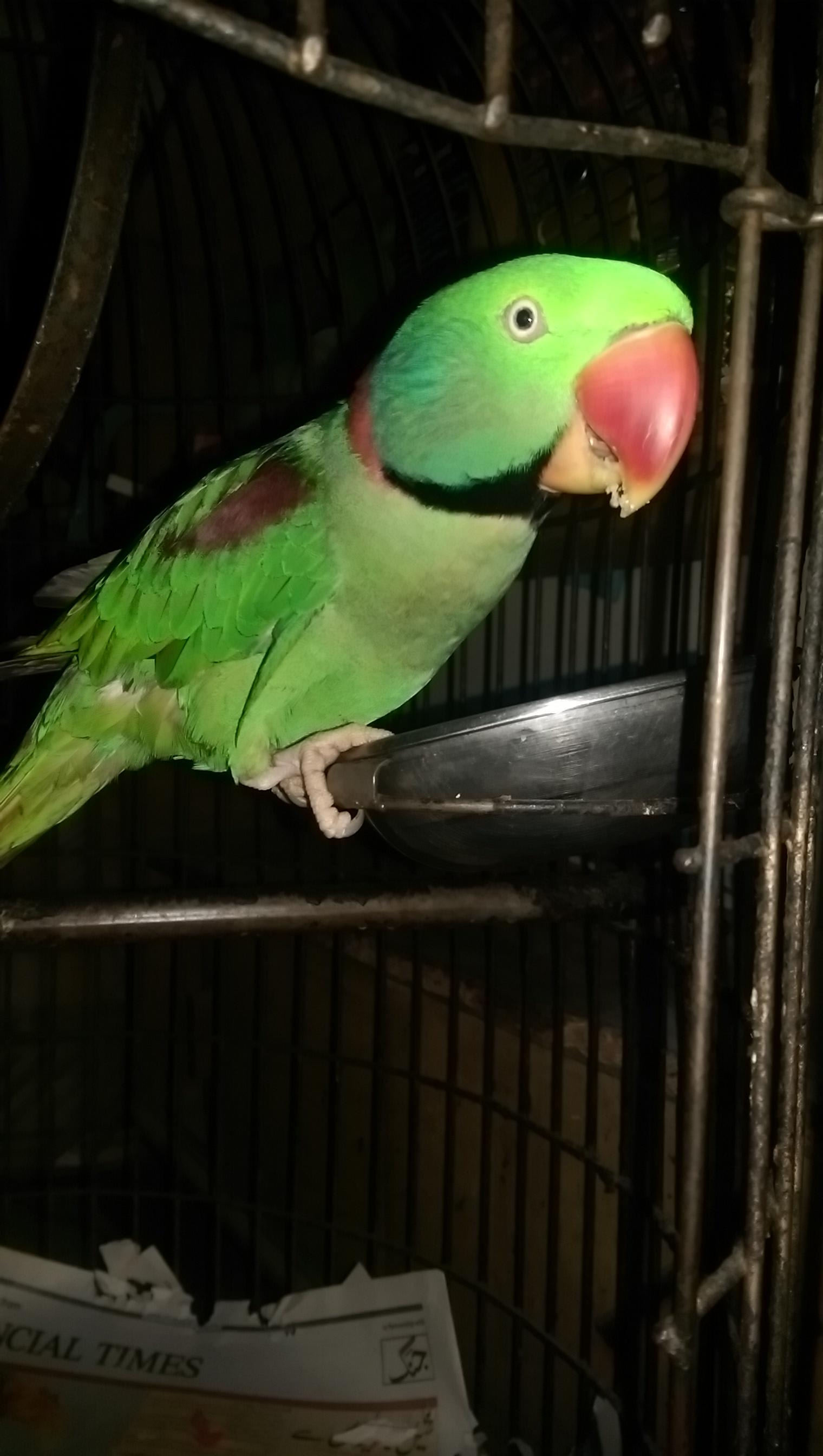 Why Does My Bird Keep Falling off His Perch: Top Causes Revealed - Birds