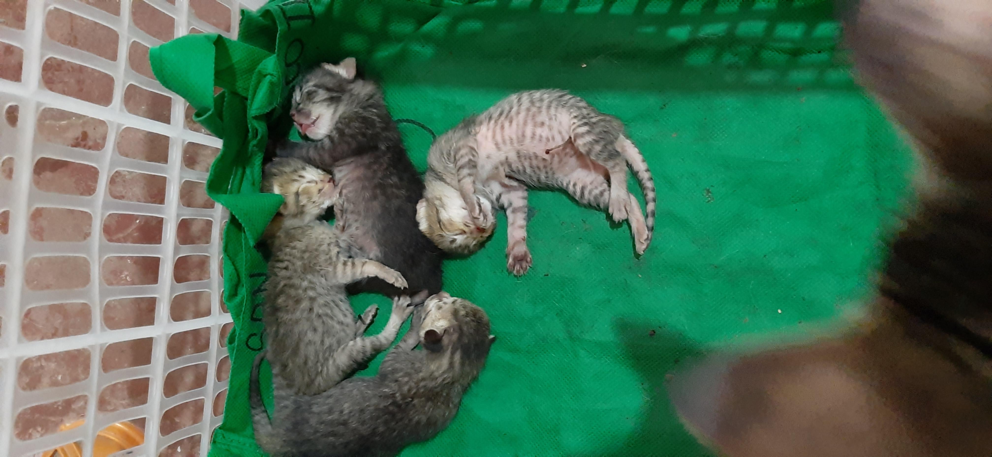 My cat had kittens. Are more inside after birth? What to do? | Petco