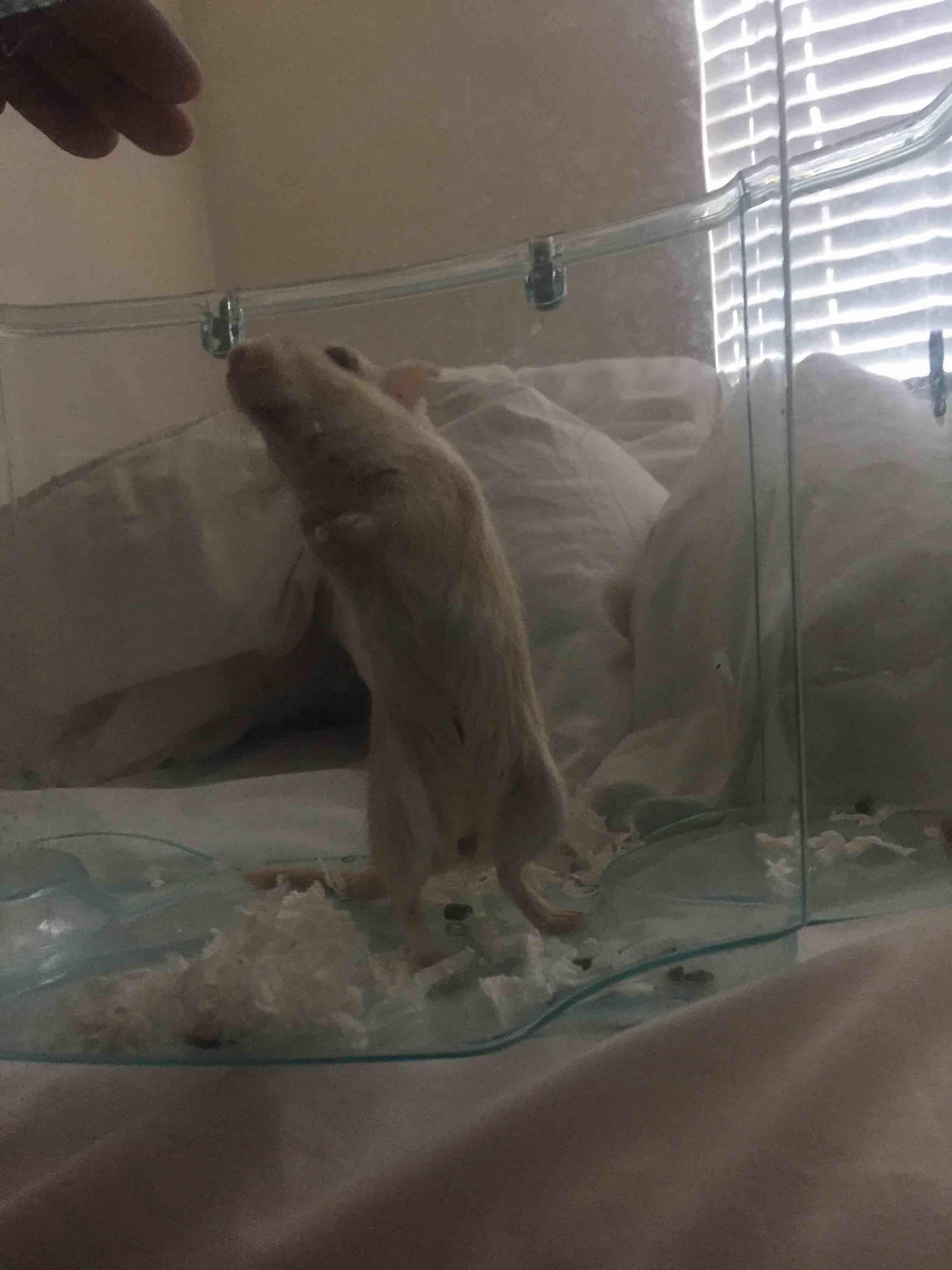 What are the signs to tell if my gerbil is a male or female? | Petco