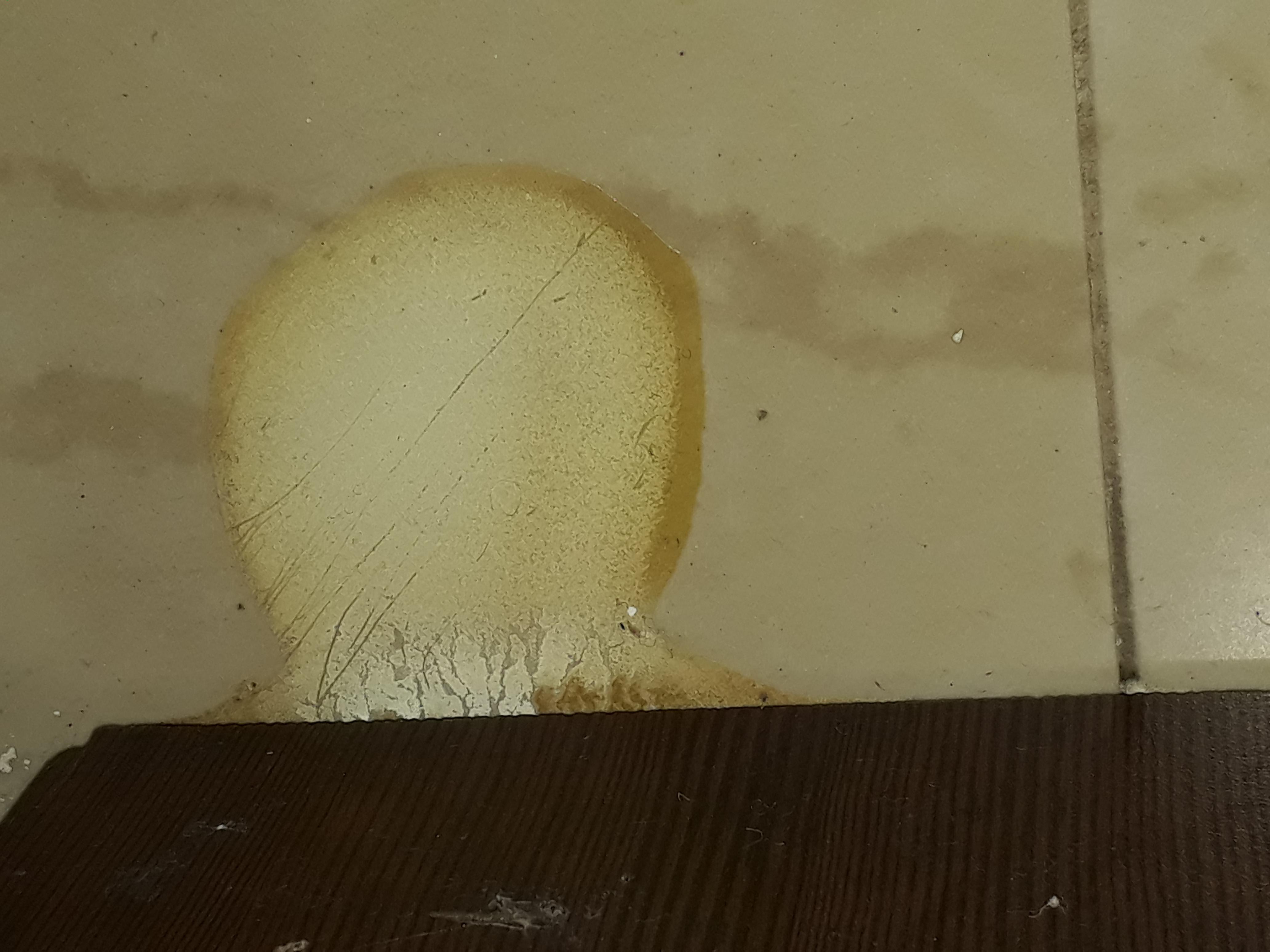 Why is my baby rabbit's urine leaving white powdery residue? | Petco