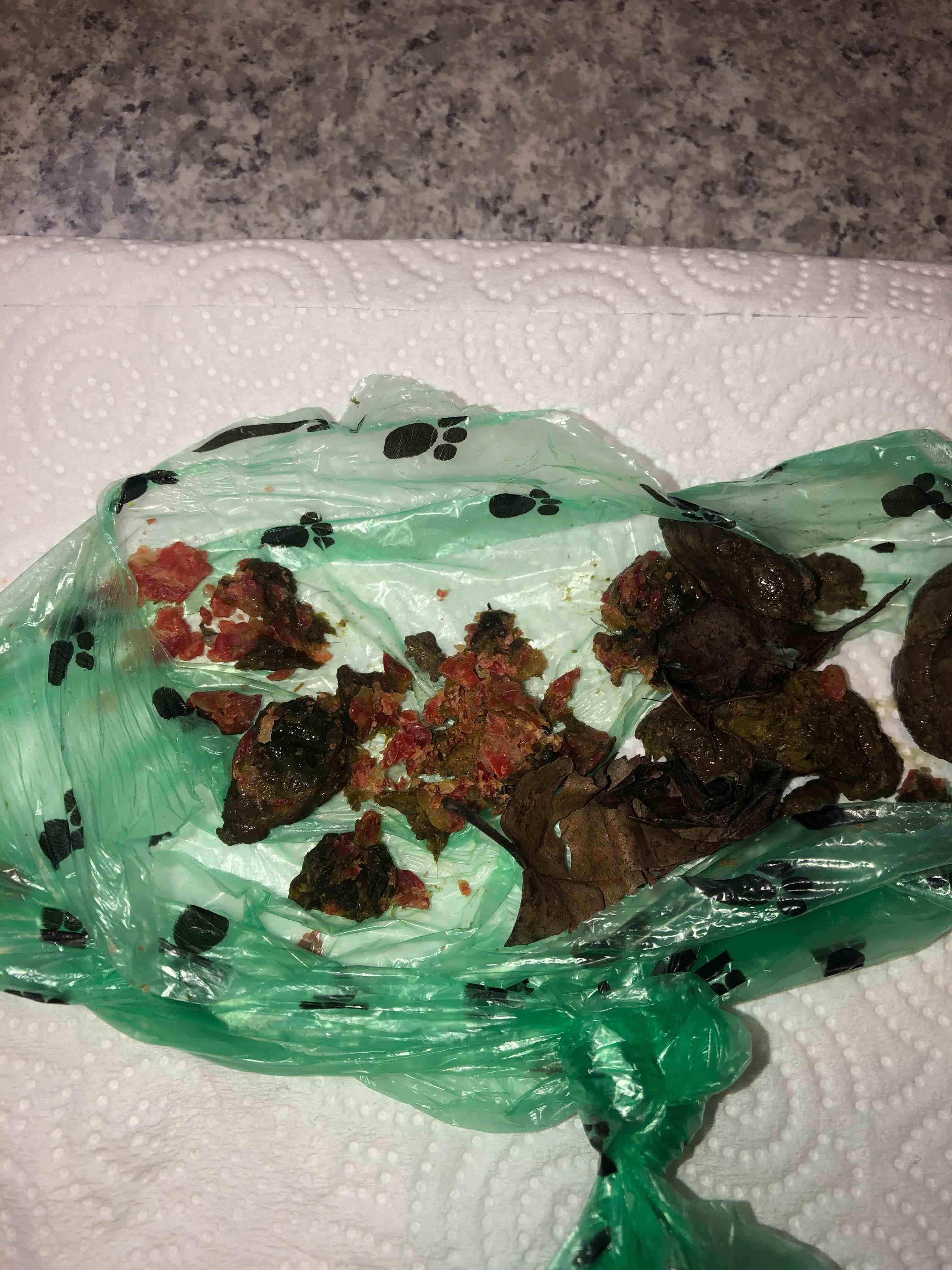 My Dog's Poop is Waxy & Red: Blood or Food? Get Answers | Petco