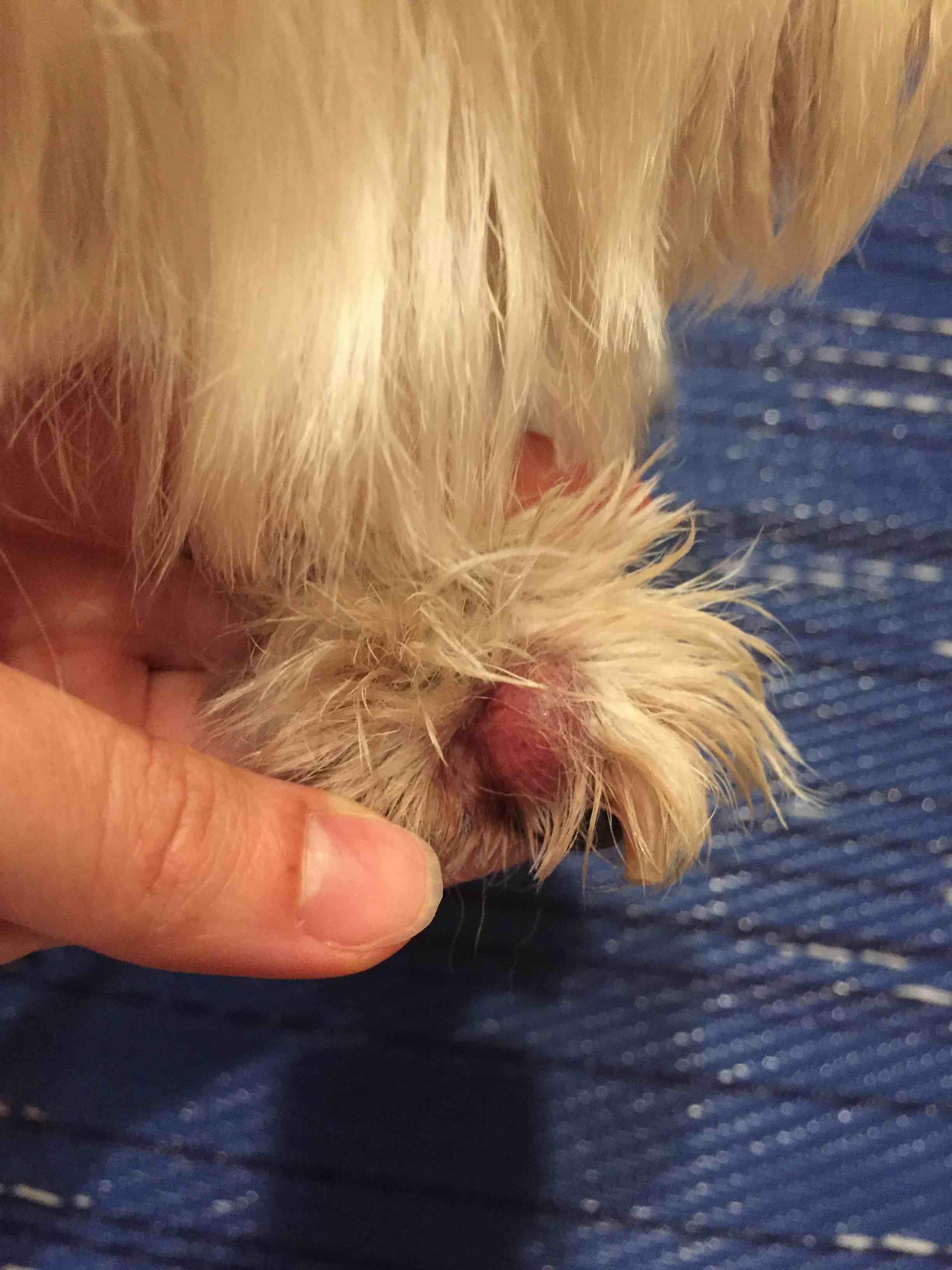My Dog's Paw Swollen Between Toes, No Pain? Learn What It Is | Petco