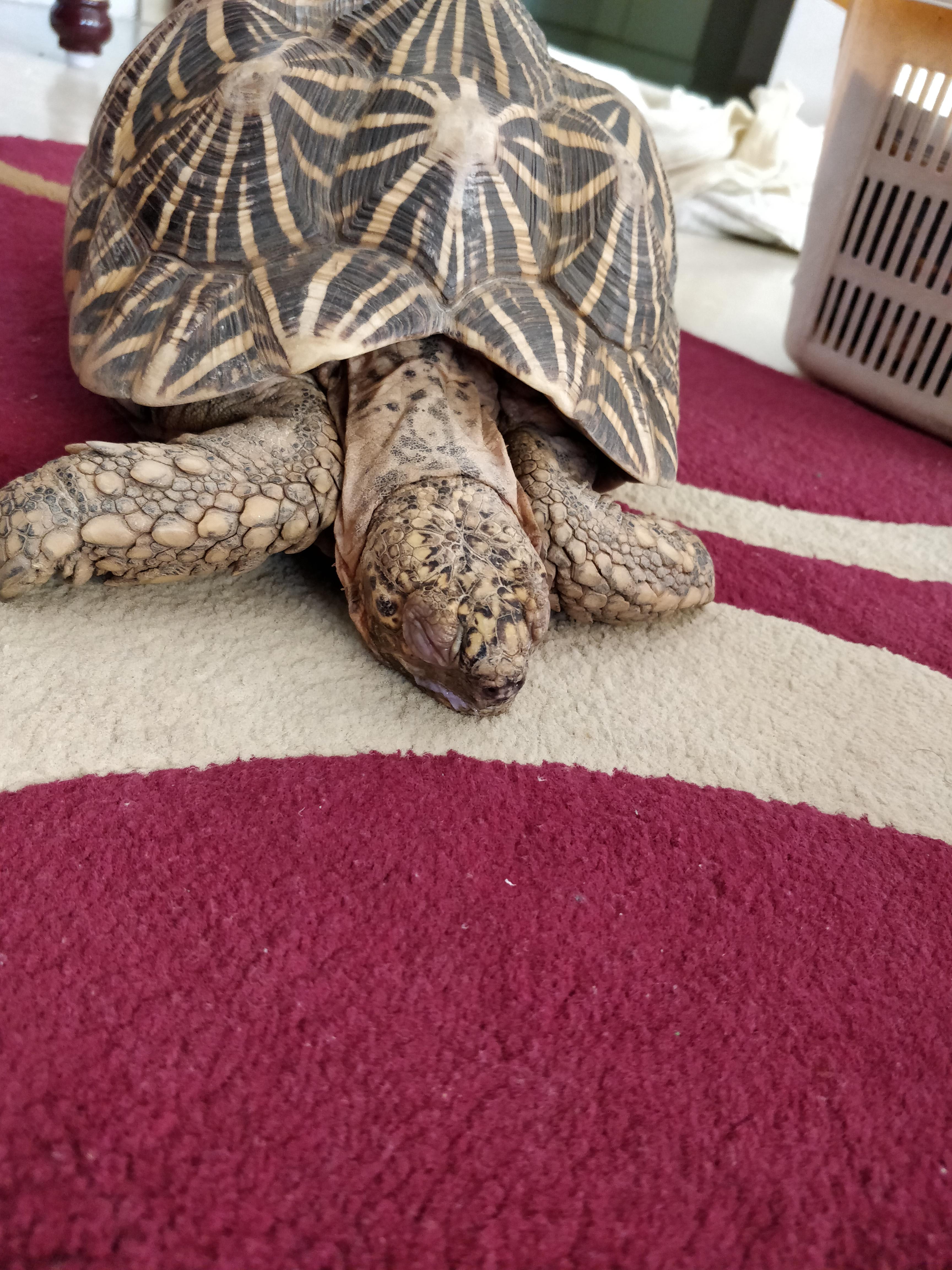 Indian Star Tortoise Sick? Mouth Open, Snout Out? Find Solutions | Petco