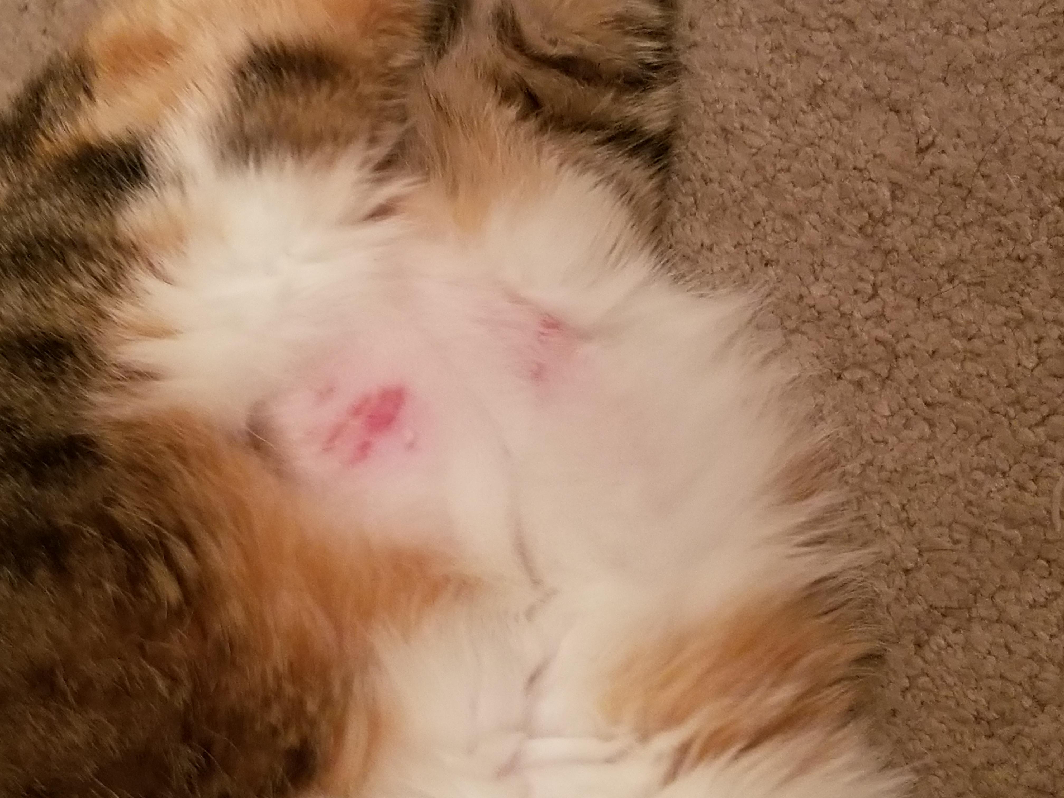 Why is my cat's belly irritated and she's licking her paws? | Petco