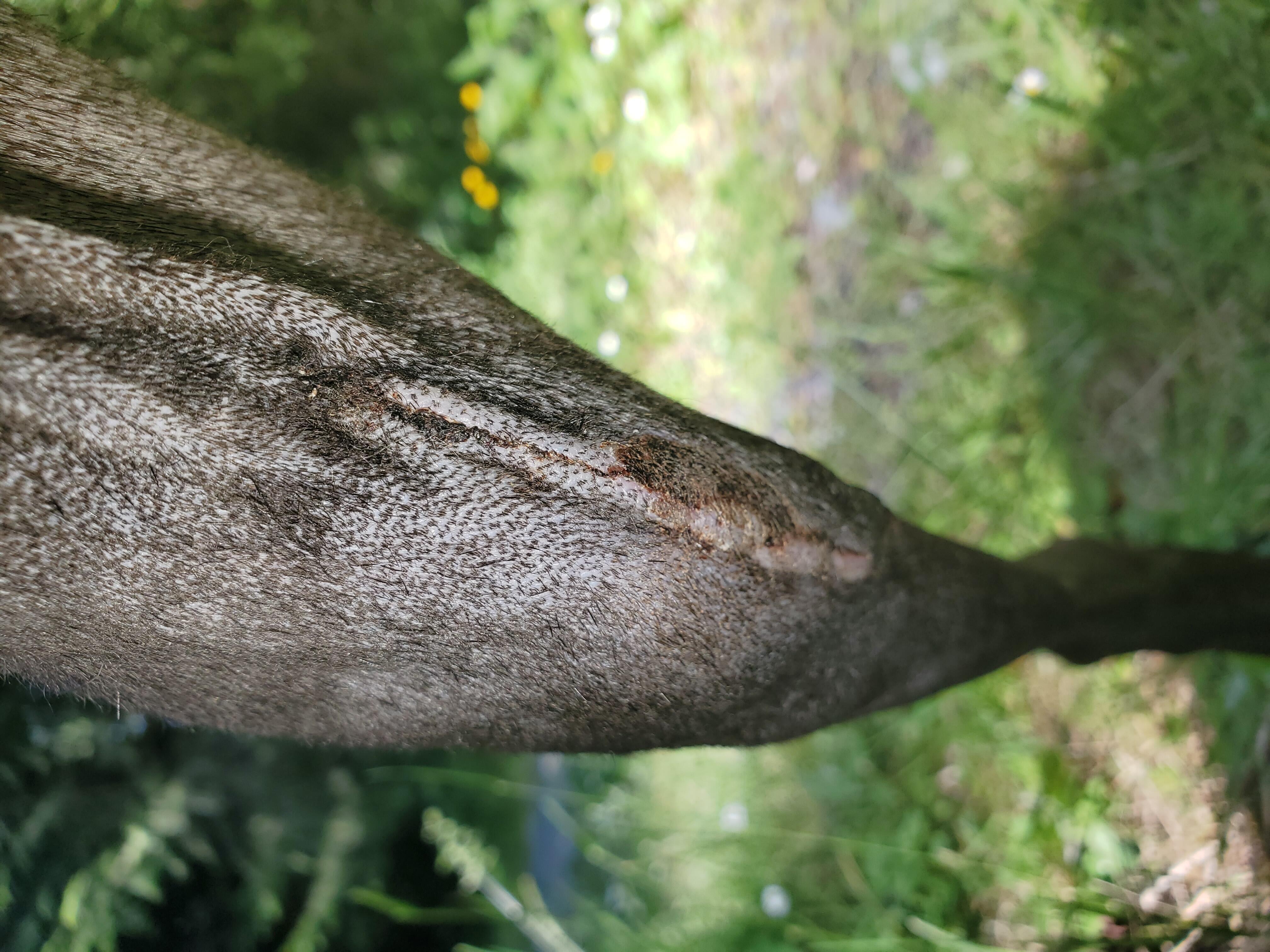 Is my dog's TPLO incision healing okay, or should I see a vet? | Petco