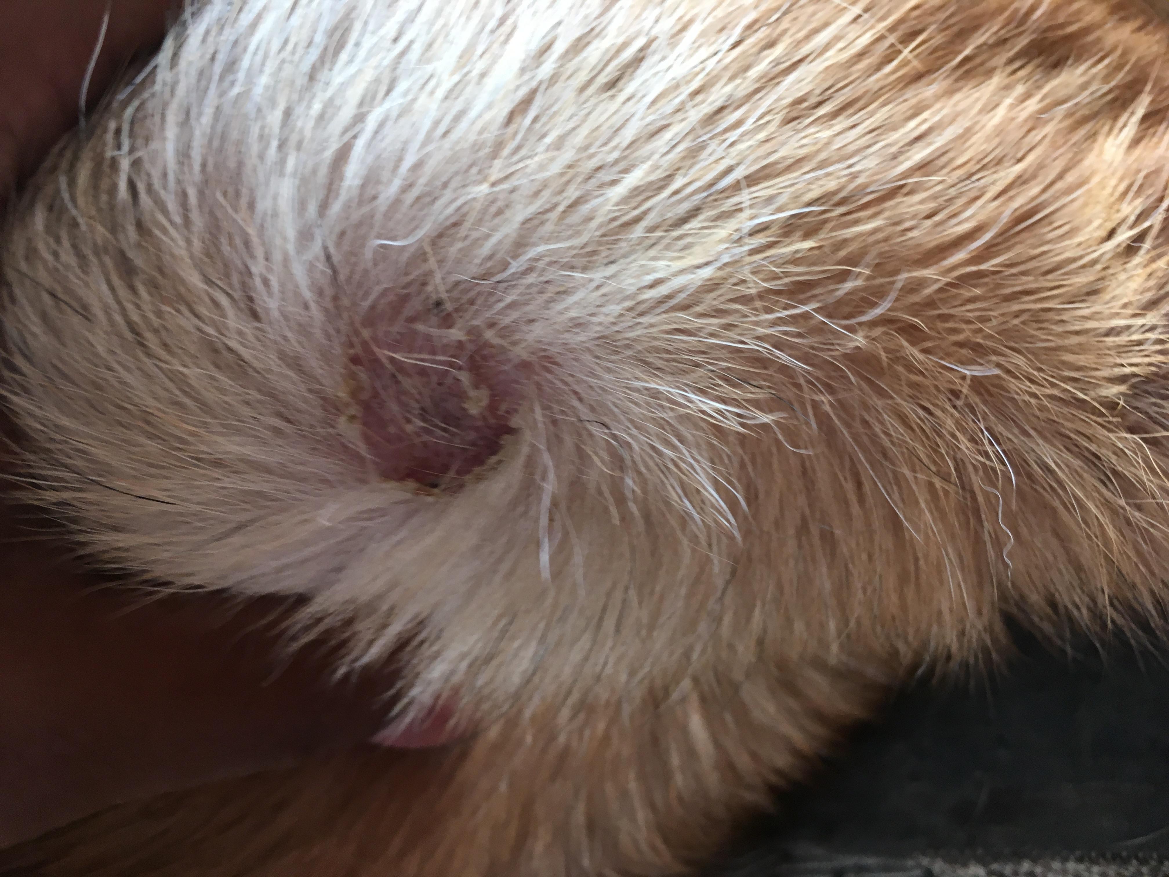 German Shepherd skin infections not healing? Causes & solutions | Petco