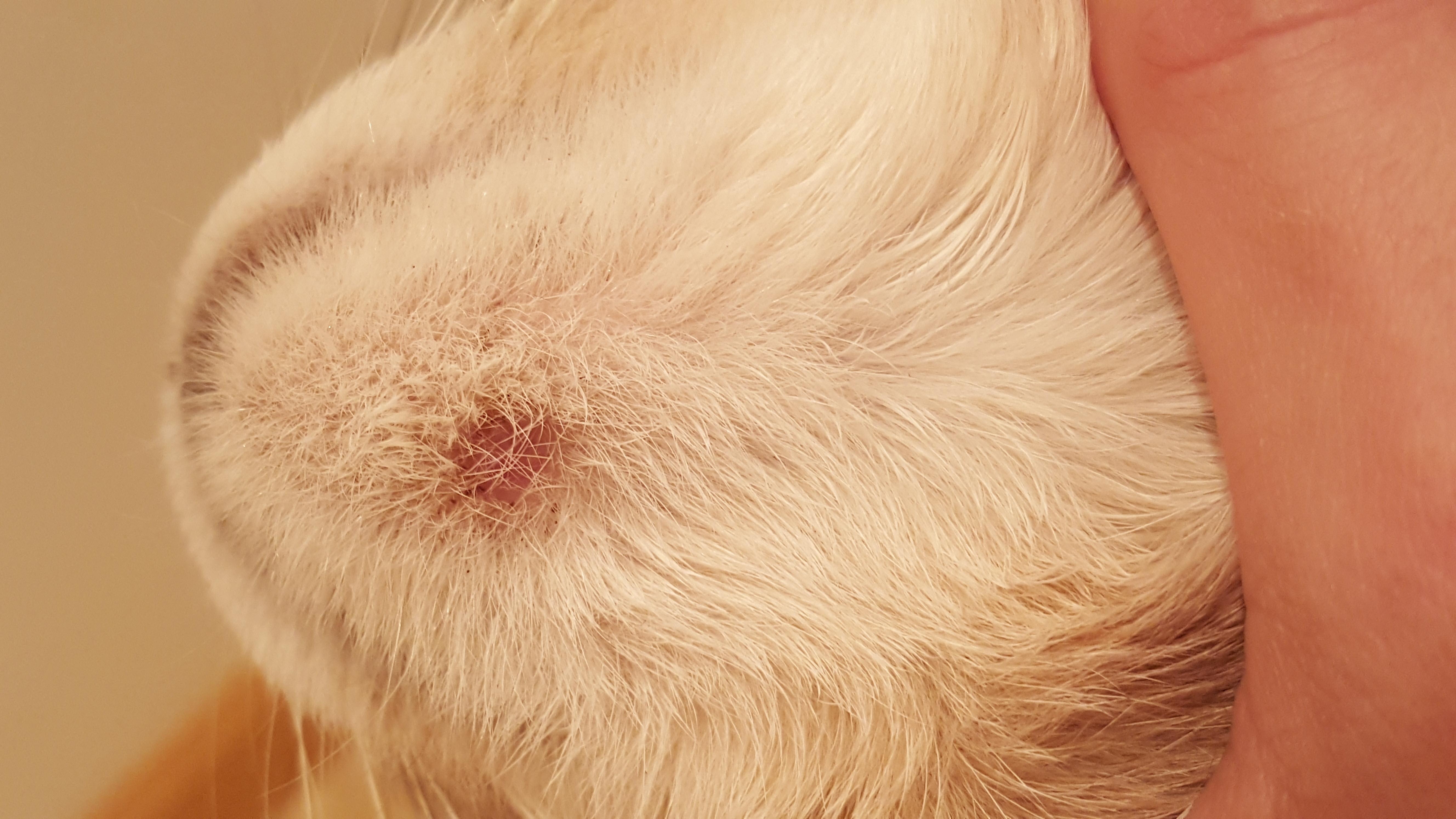 My Cat Has a Red Chin Bump: Tick, Bite, or Infection? Find Out | Petco
